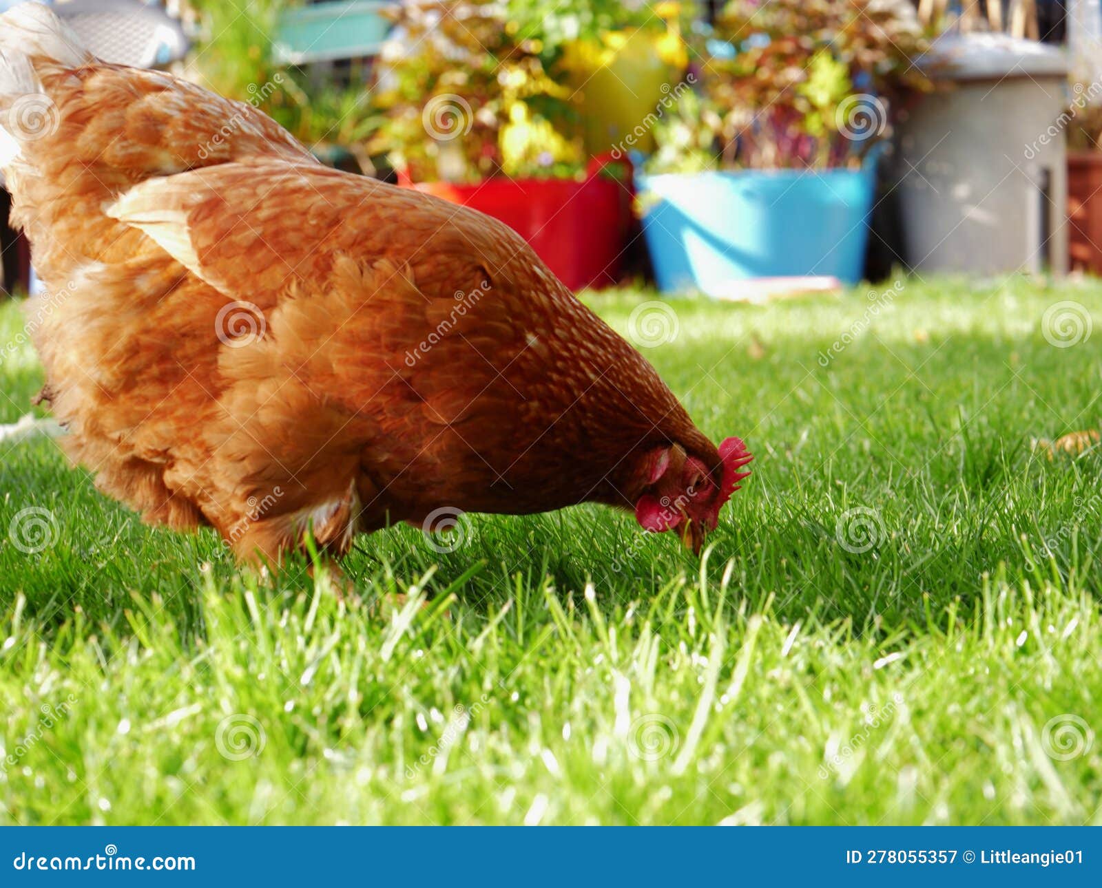 Free Range Hens Pecking for Food in Field of Grass Medium Shot Stock ...