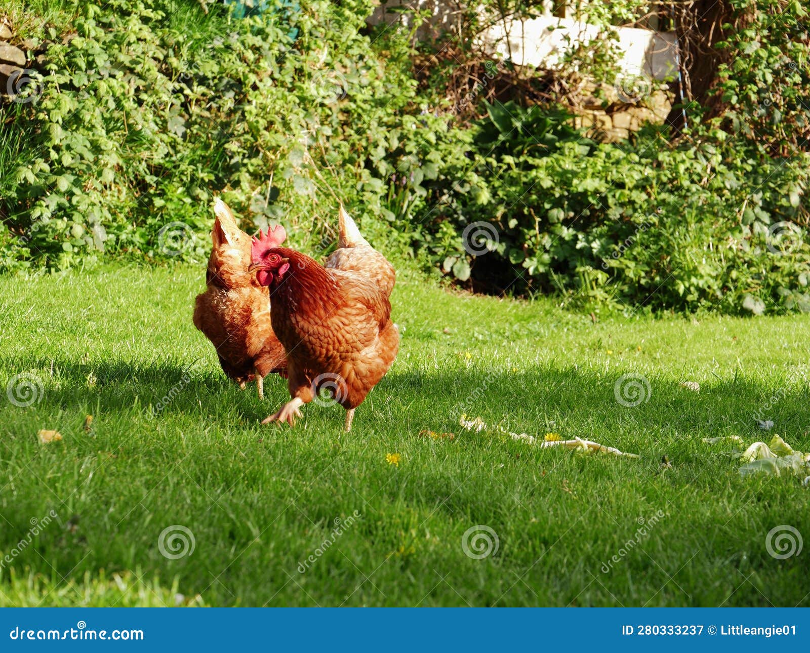 Free Range Hens Pecking for Food in Field of Grass Medium Shot Stock ...