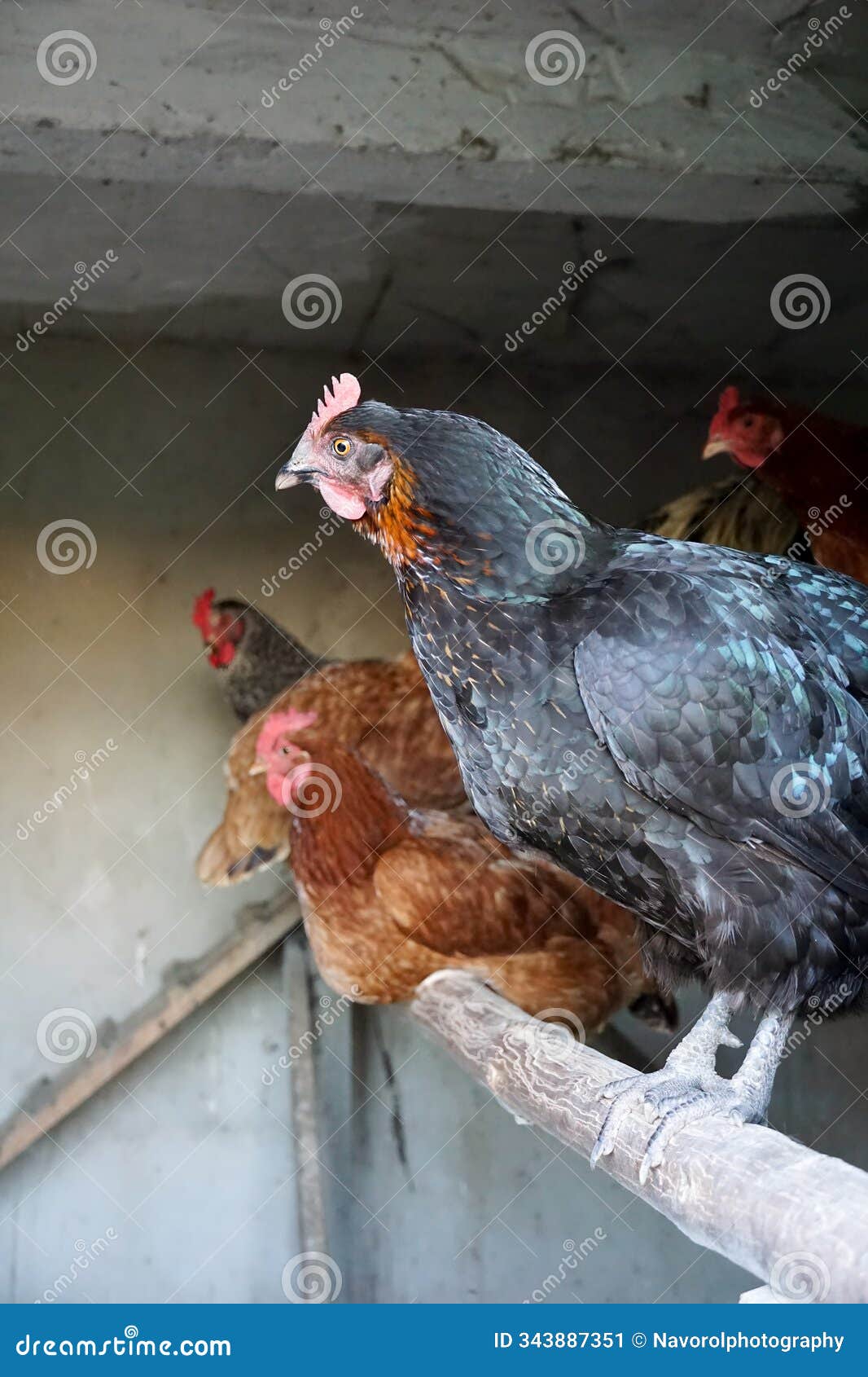 Free Range Hens in Traditional Henhouse Stock Image - Image of chickens ...