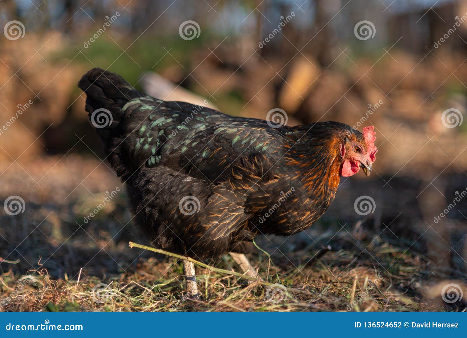 Free Range Hens in a Traditional Organic Poultry Farm. Stock Photo ...