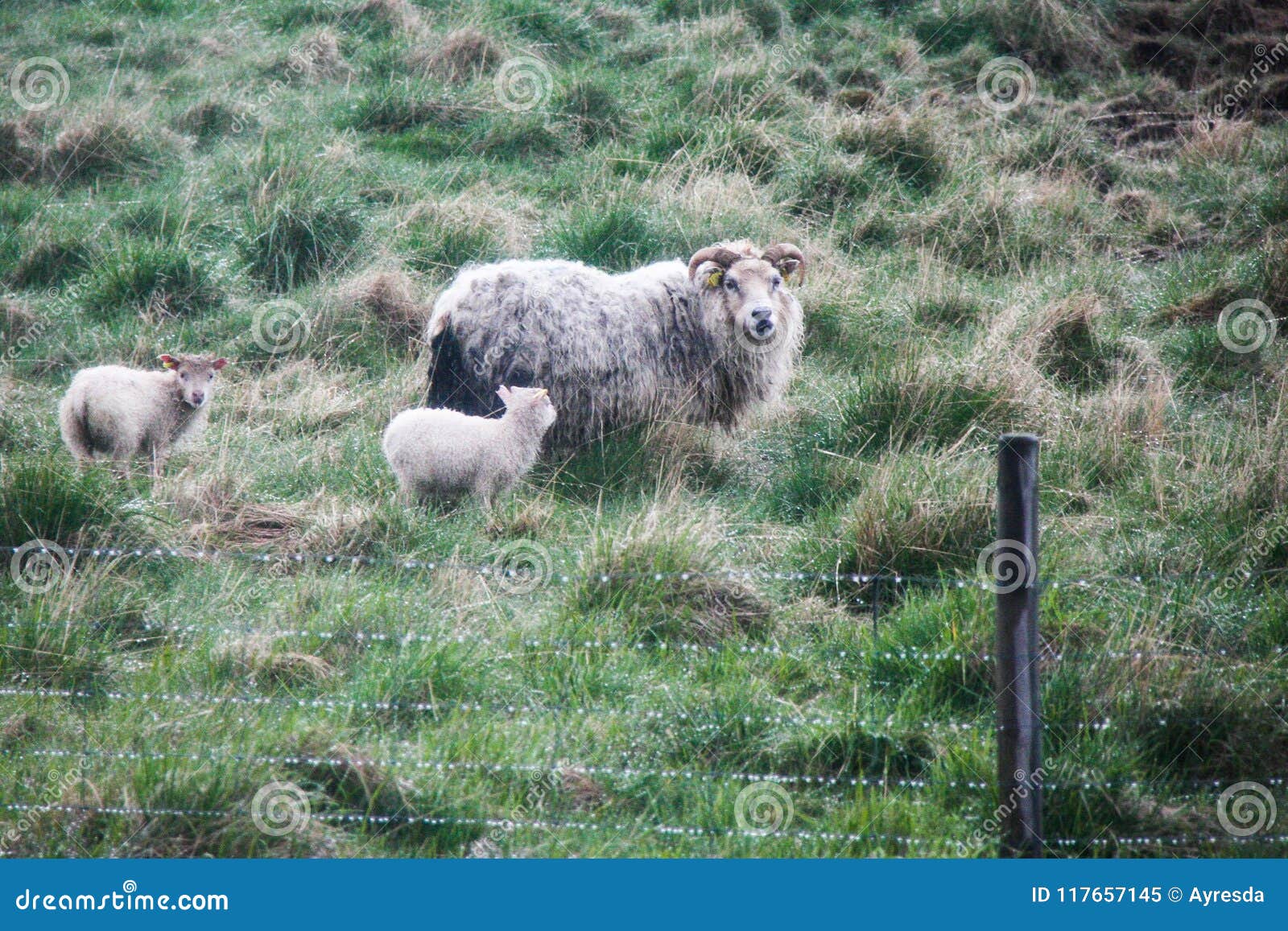 Free range sheep stock image. Image of mother, adult - 117657145