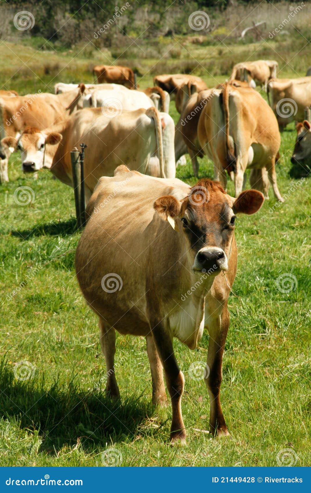 Free Range Jersey Dairy Cows on a Farm Stock Photo - Image of africa ...