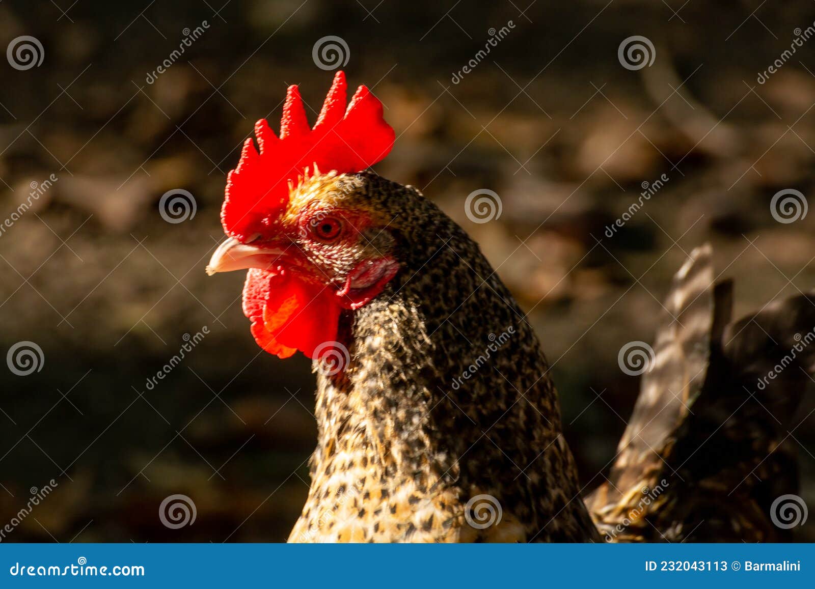Free Range Keeping of Rosters and Hens Outdoor on the Farm Stock Image ...