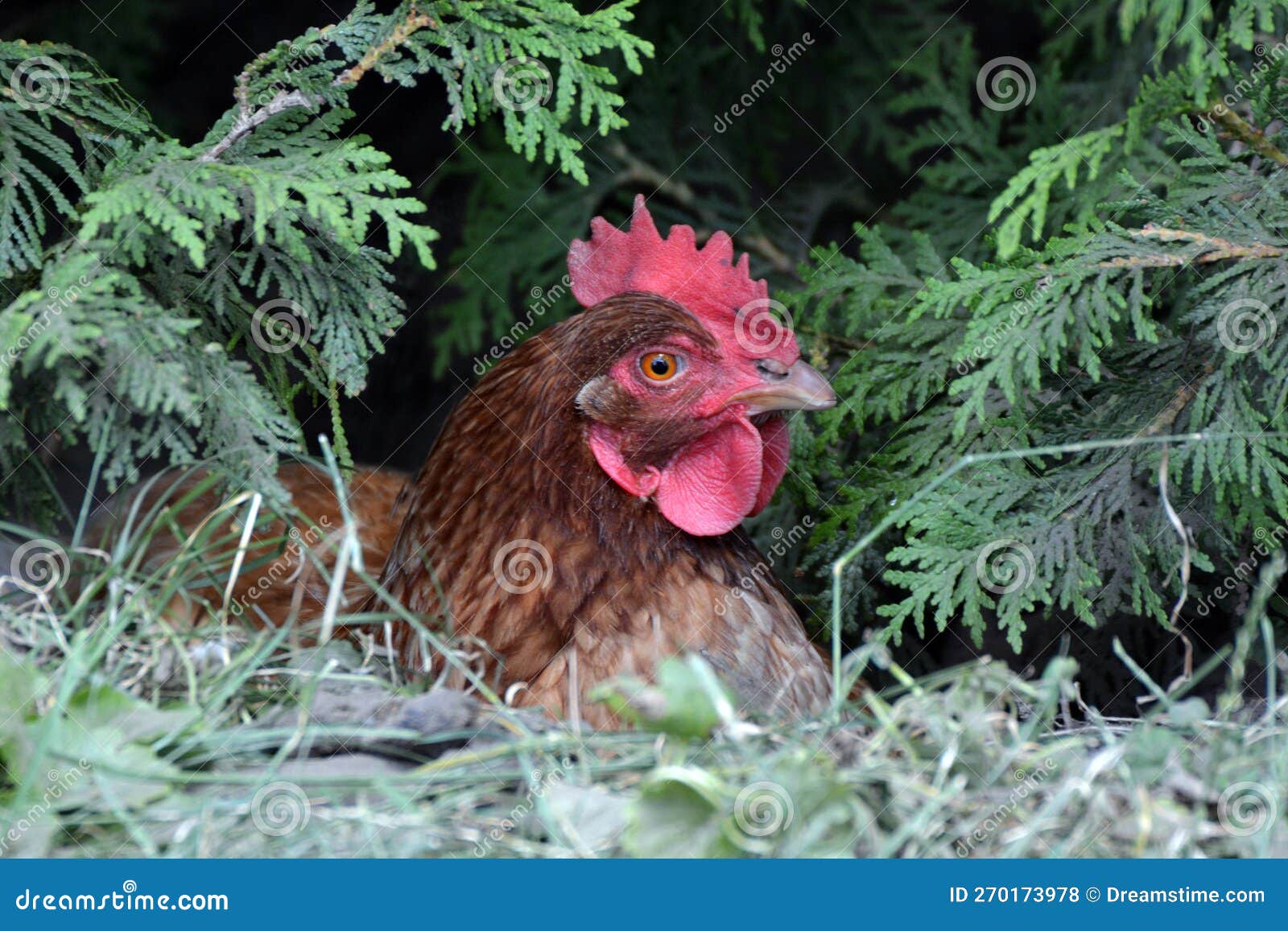 A Free Range Laying Hens Resting Under a Cedar Tree Stock Photo - Image ...