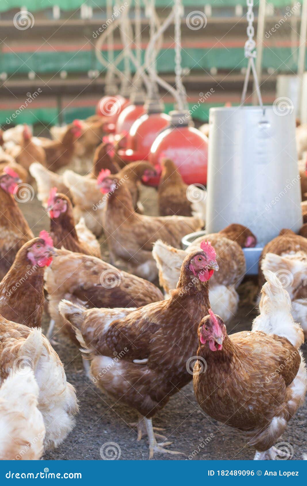 Free-range Organic Chicken Farm Stock Photo - Image of farming ...