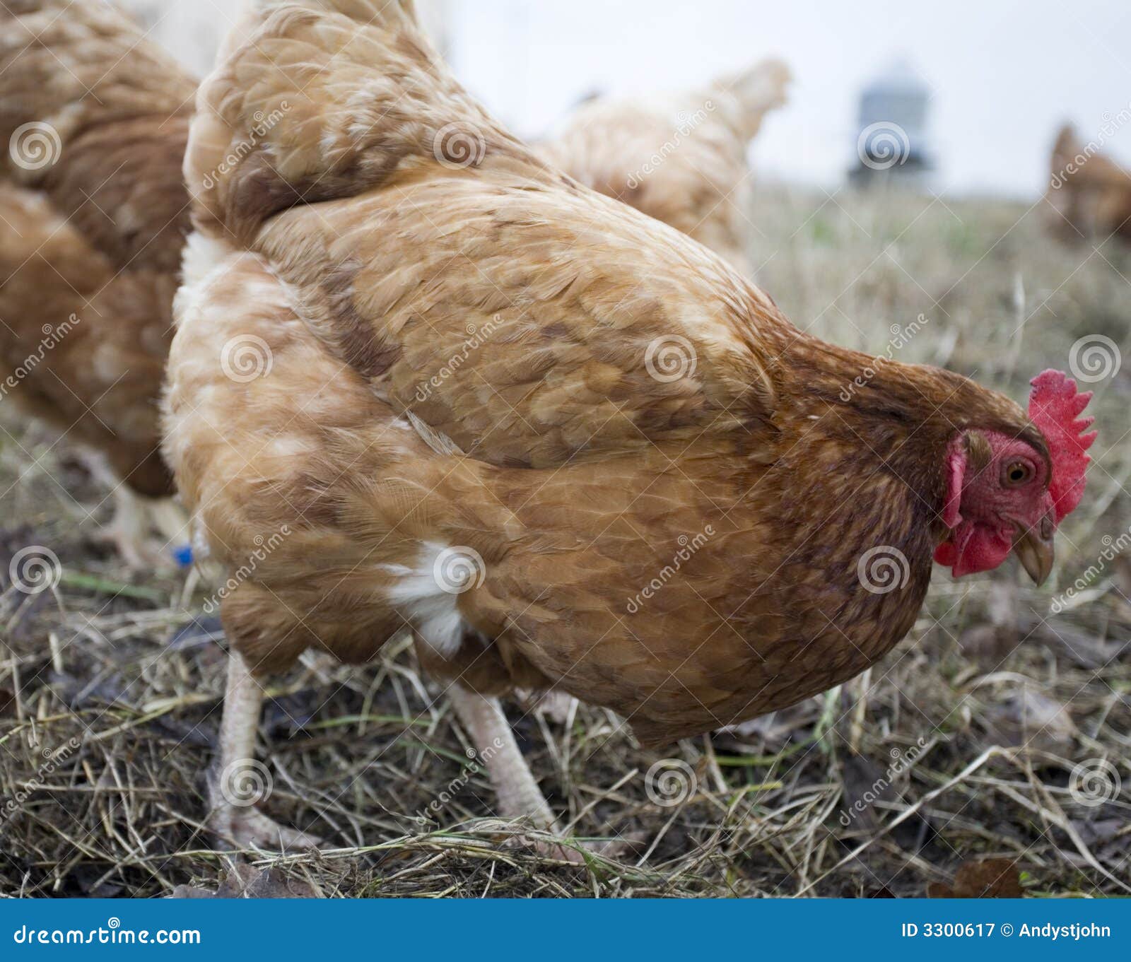 Free Range Organic Chickens Stock Image - Image of lifestyle, healthy ...