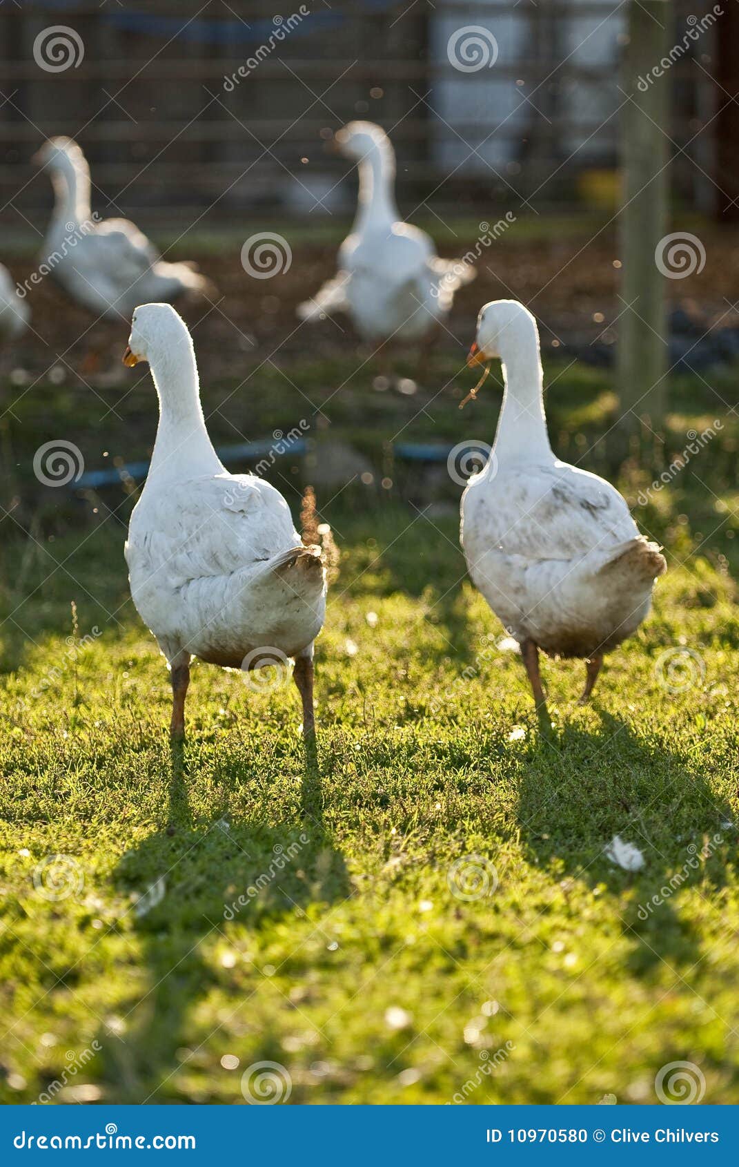 Free Range Organic Embden White Geese Stock Photo - Image of fowl ...