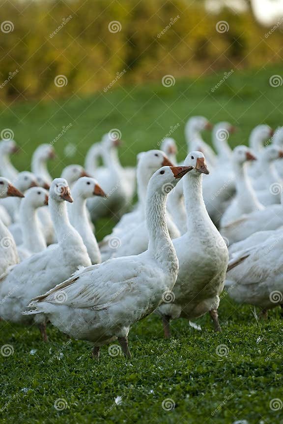 Free Range Organic Embden White Geese Stock Photo - Image of white ...