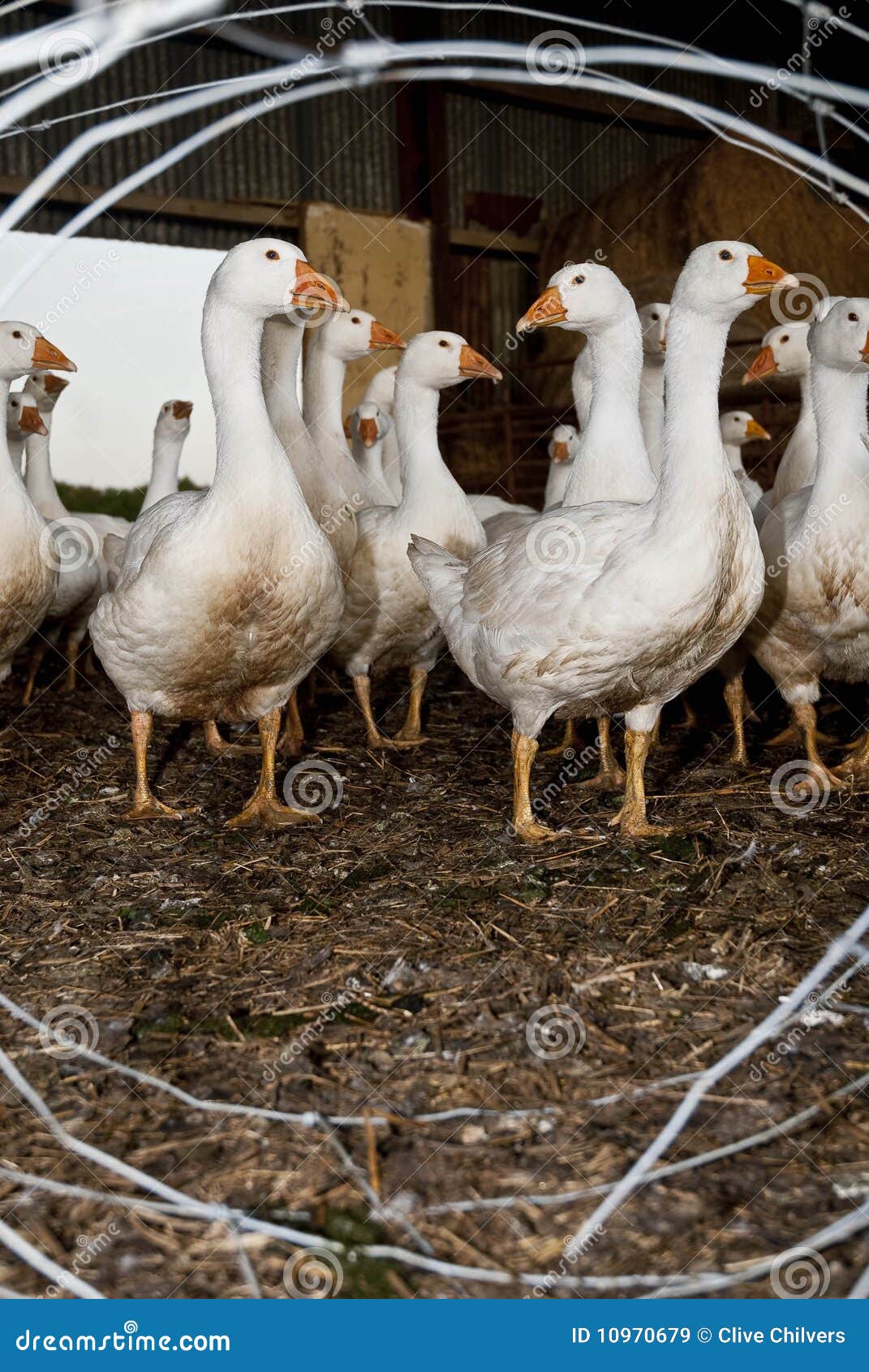 Free Range Organic Embden White Geese Stock Image - Image of farm ...