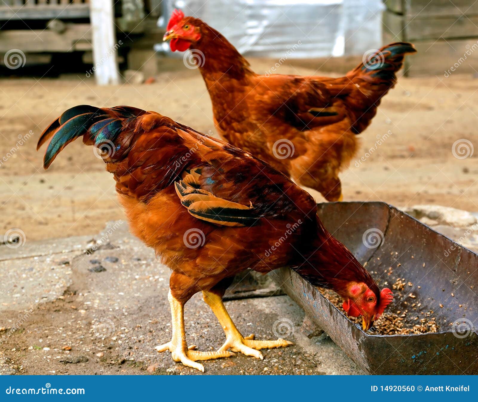 Free Range Outdoor Raised Chickens Stock Photo - Image of feather, beak ...