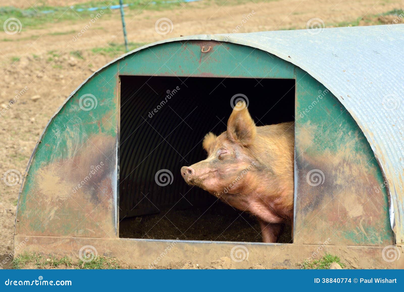 Free range pig scratching stock photo. Image of young - 38840774