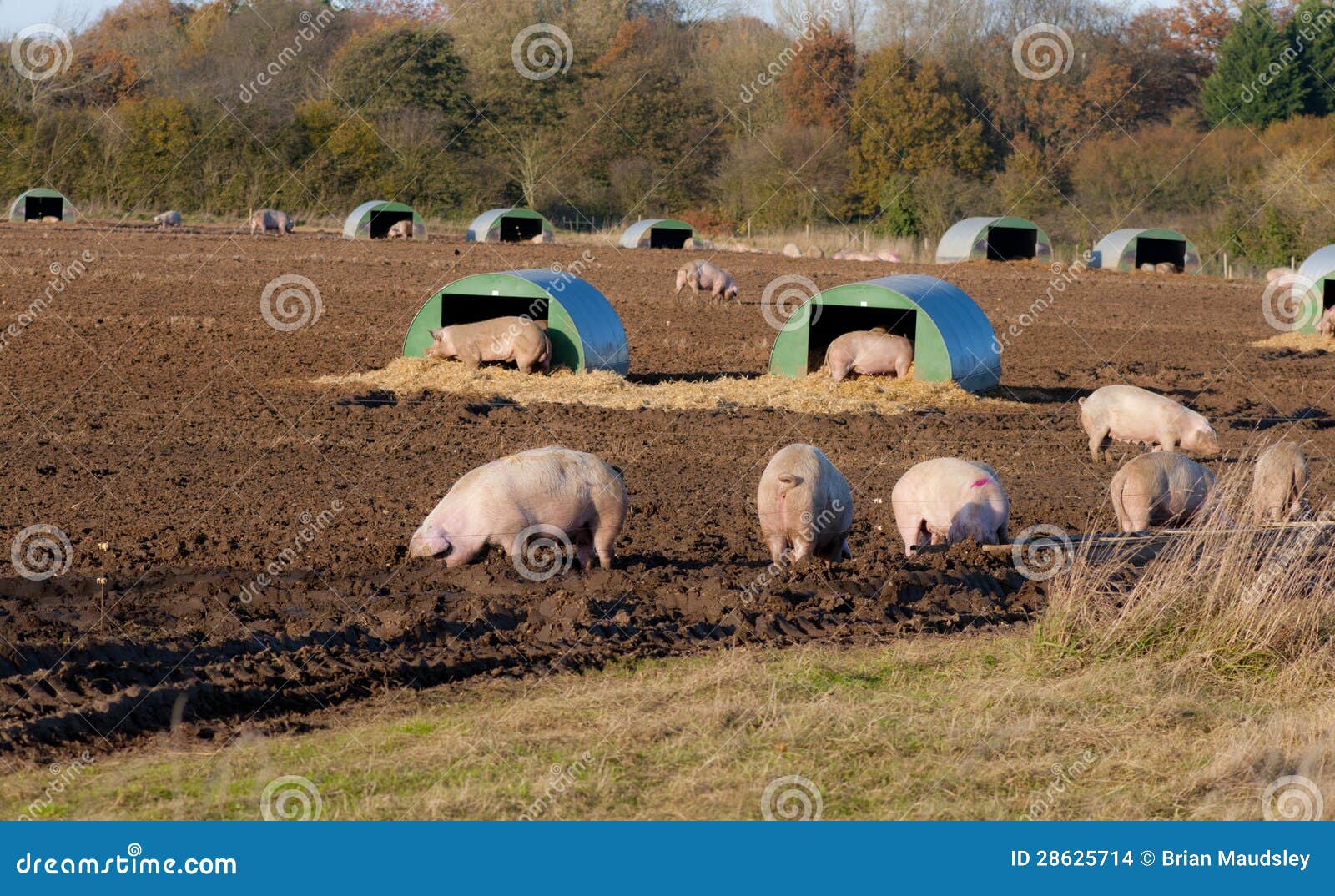 Free range pigs in autumn. stock photo. Image of autumn - 28625714
