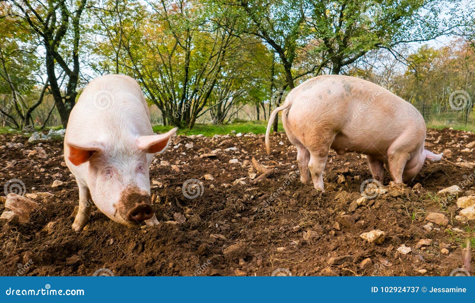 Free range pigs stock image. Image of animals, freedom - 102924737