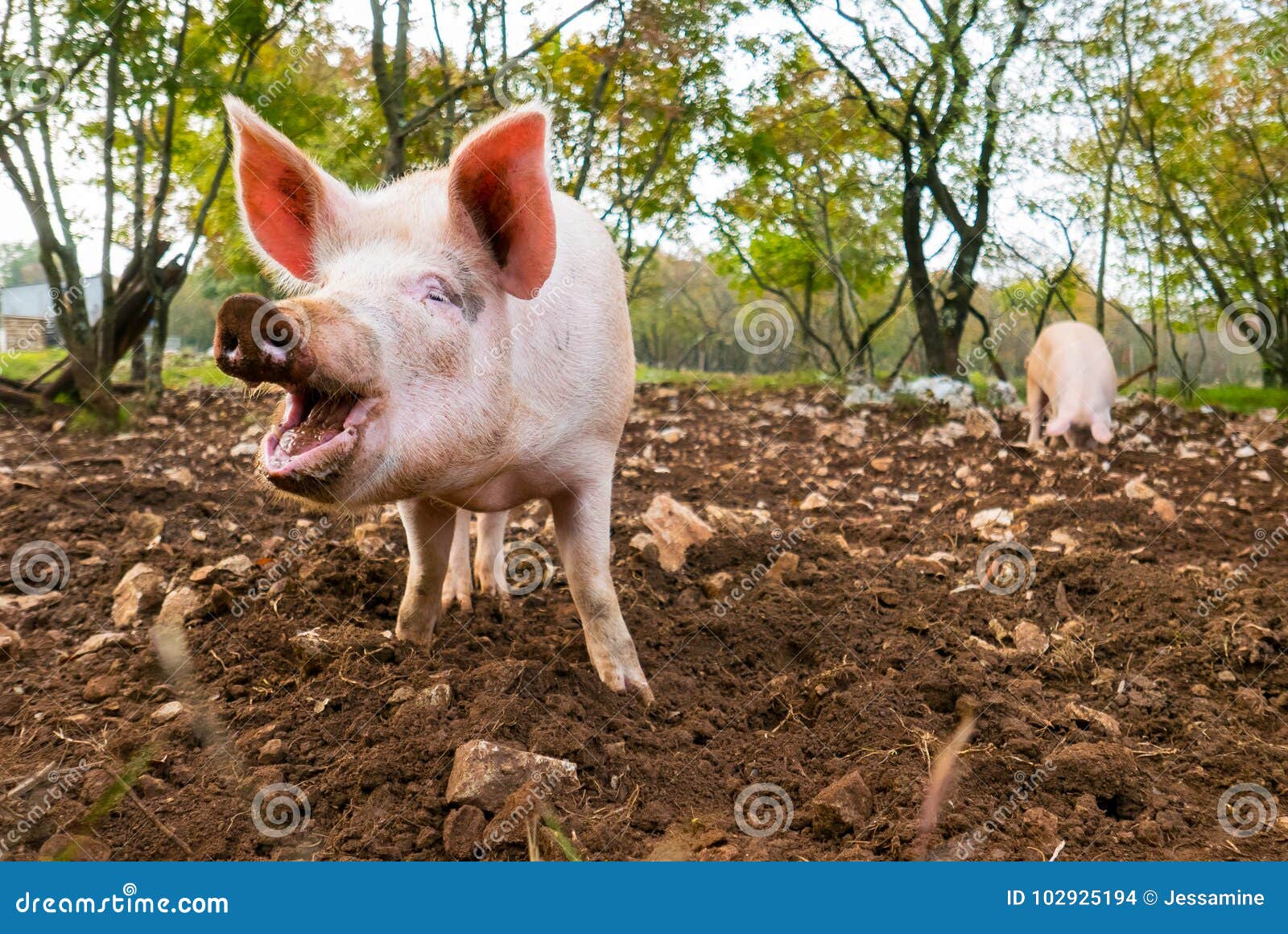 Free range pigs stock photo. Image of husbandry, agriculture - 102925194