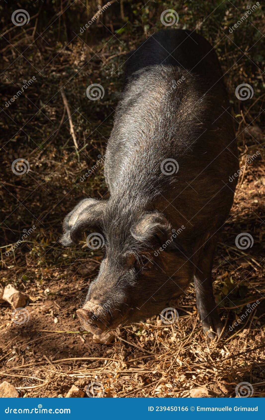 Free-range pigs stock photo. Image of countryside, agriculture - 239450166