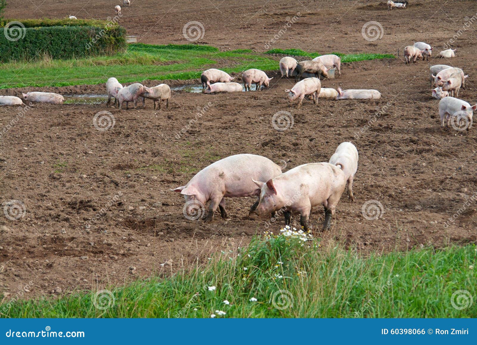 Free range pigs grazing stock photo. Image of healthy - 60398066