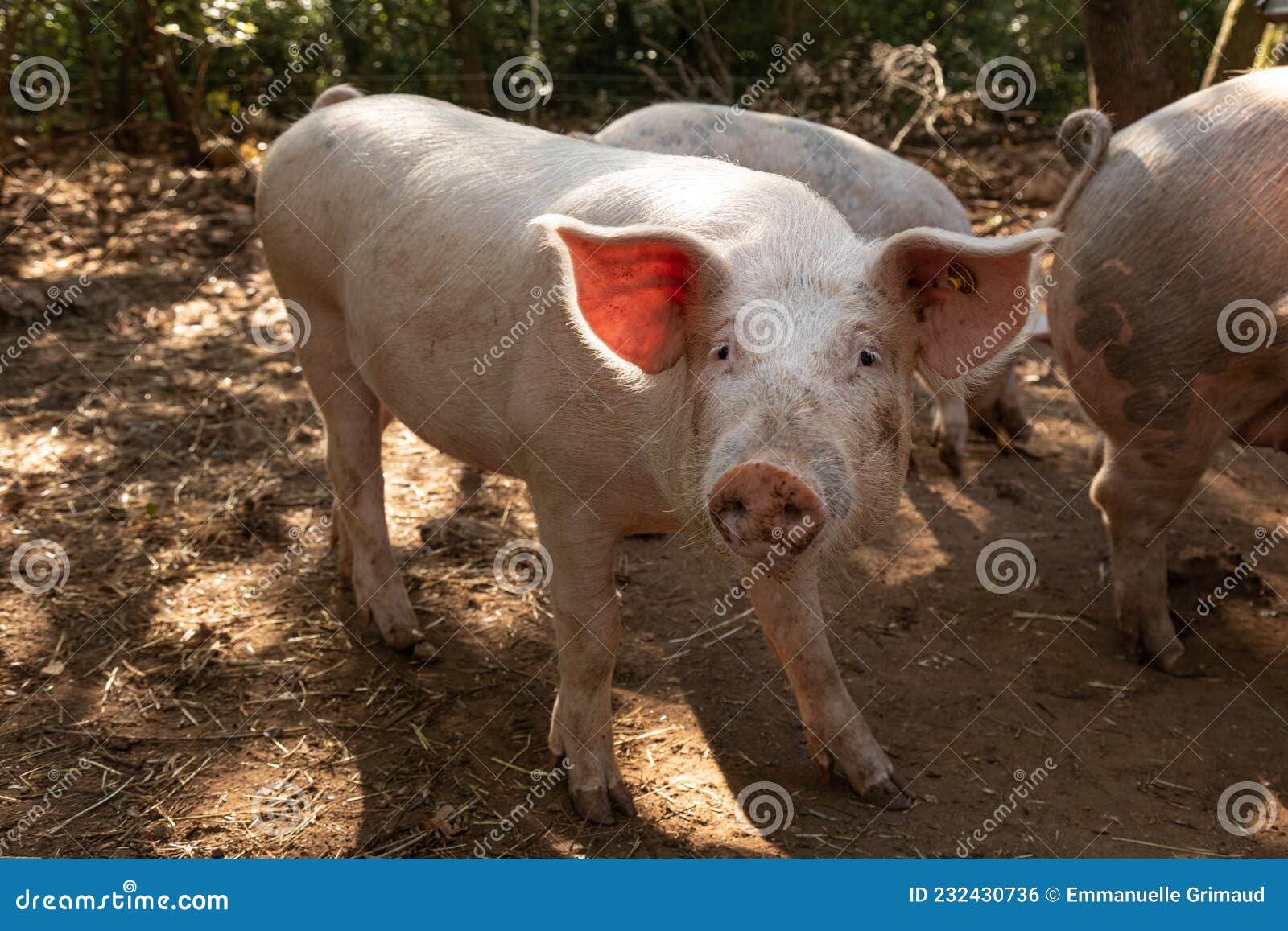 Free-range Pigs Pink with Their Trough Stock Photo - Image of group ...