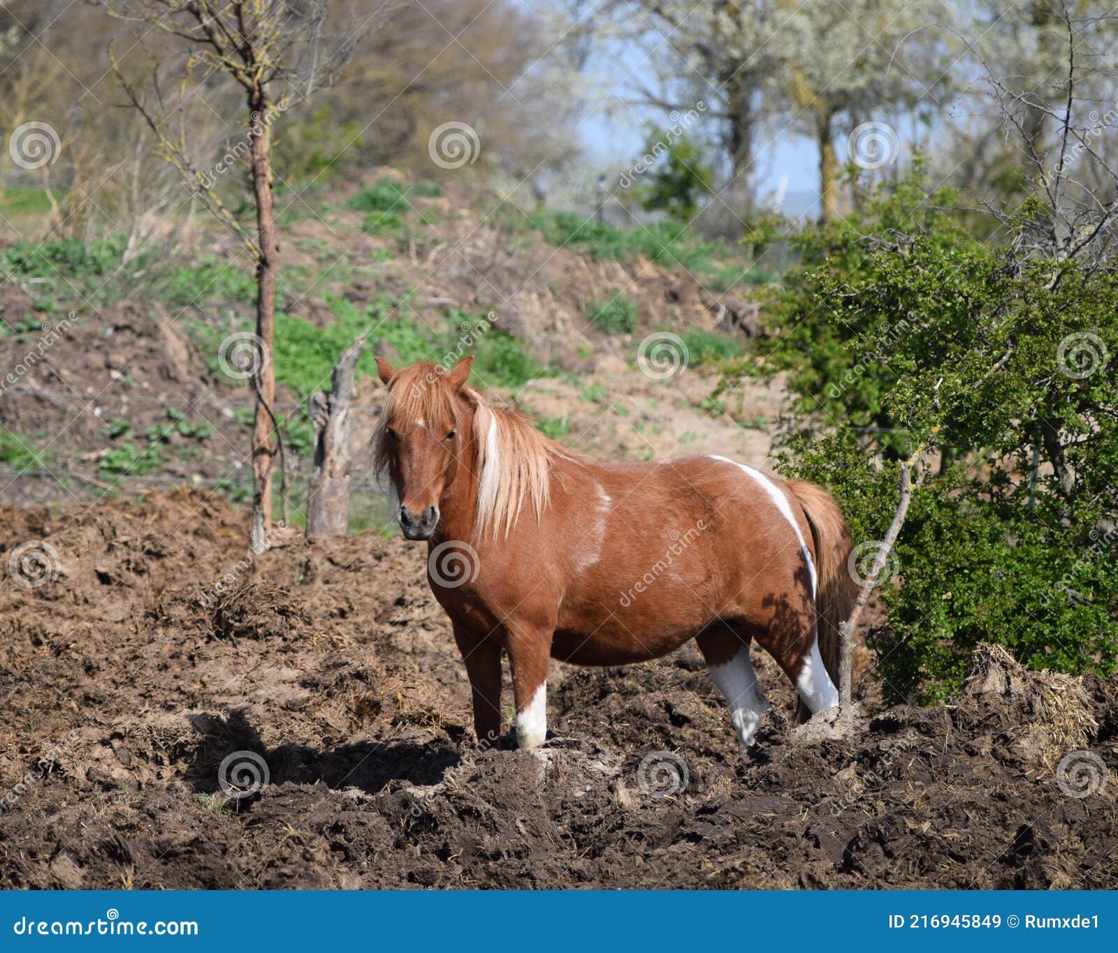 Lewitzer Pony Stock Photos - Free & Royalty-Free Stock Photos from ...