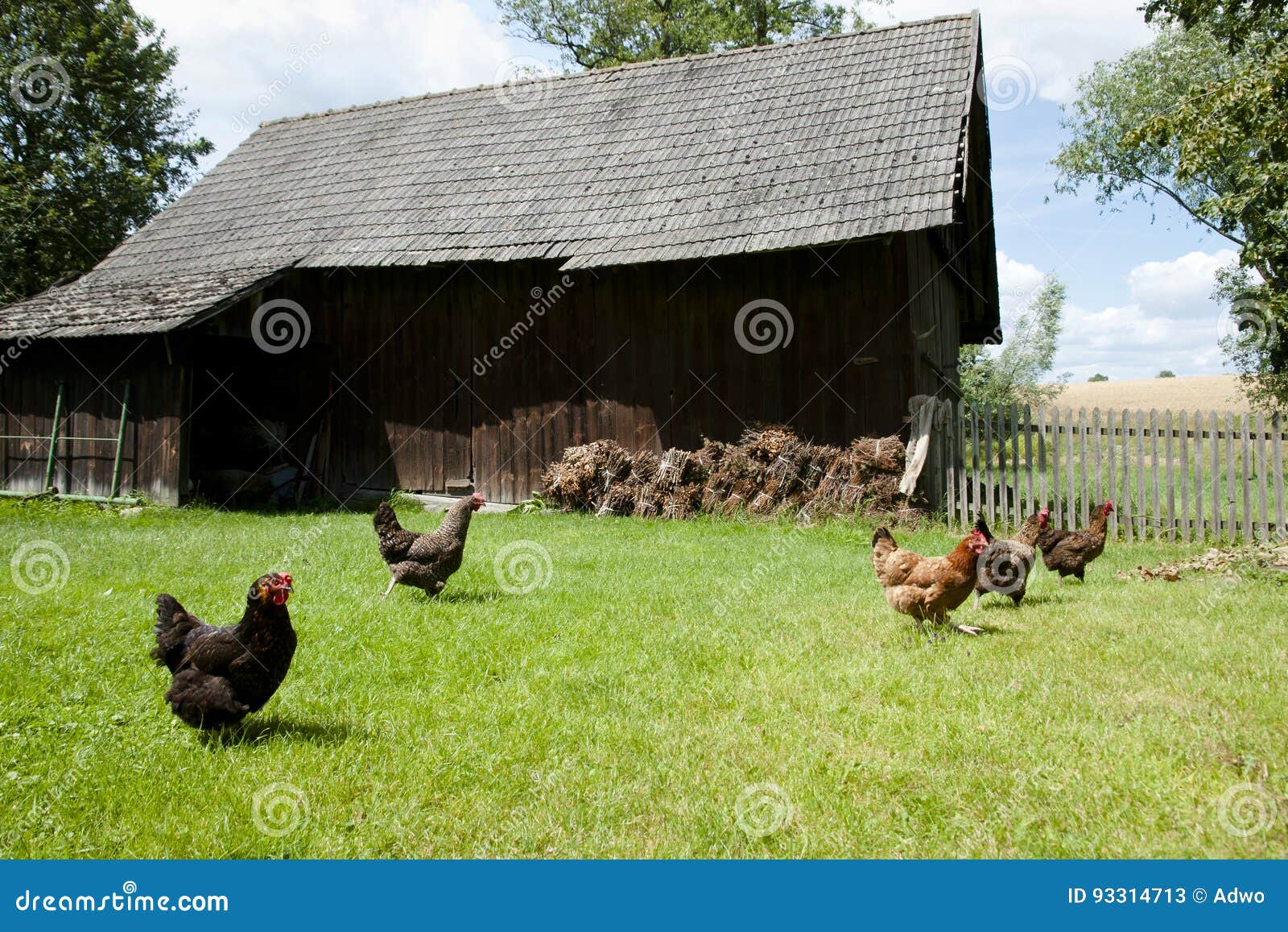 Free Range Poultry stock image. Image of poultry, stable - 93314713