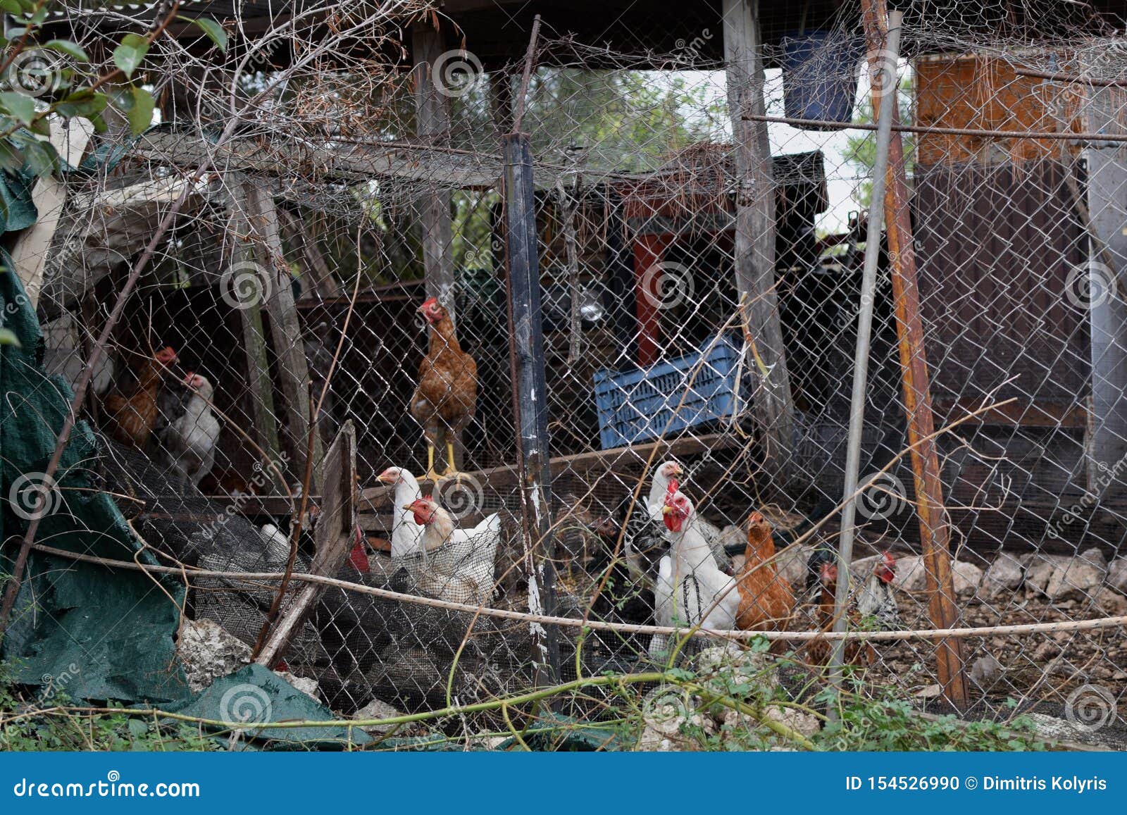 Free Range Poultry Nesting in Rusty Shack Stock Photo - Image of ...