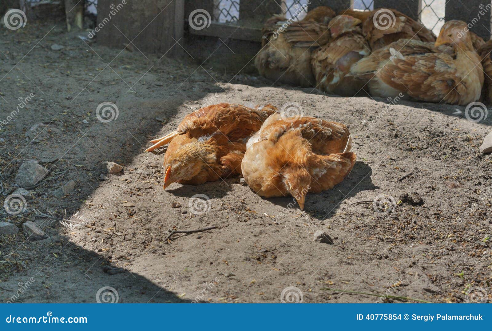 Free Range Red Chickens Resting Stock Photo - Image of pasture, coop ...