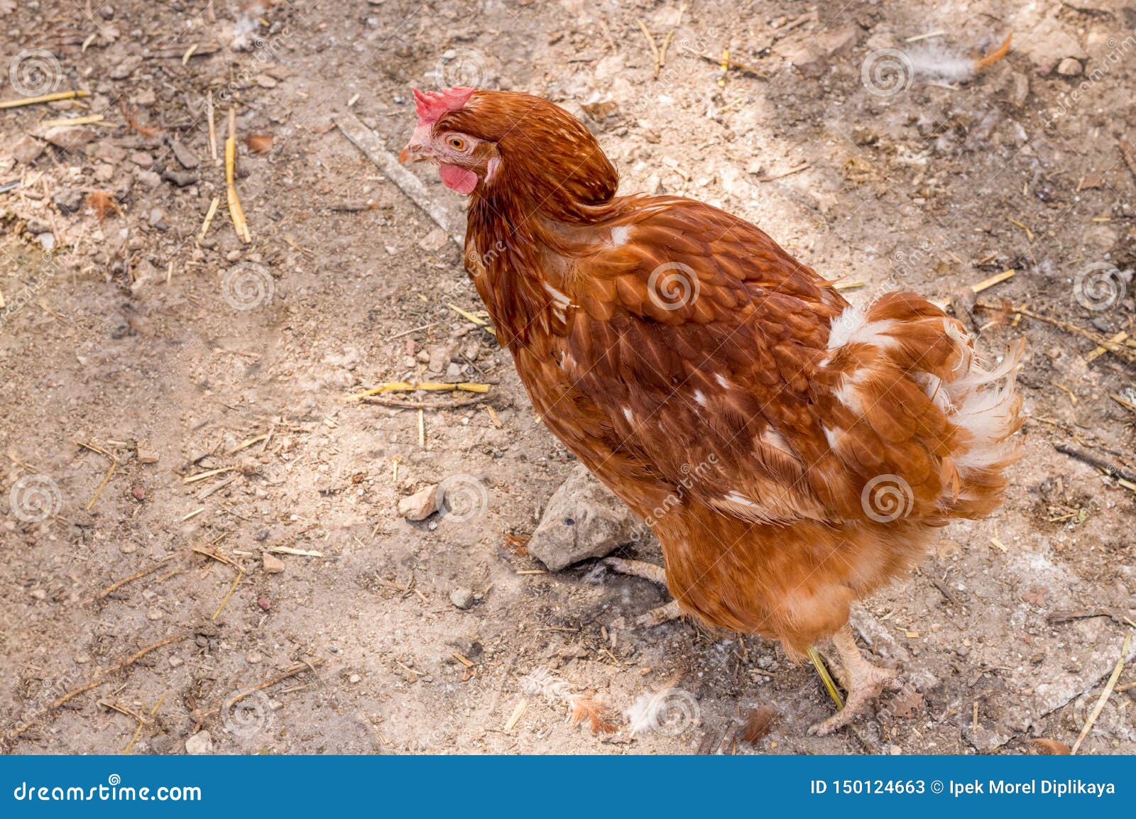 Free Range Red Hen Walking on the Ground Stock Image - Image of chick ...