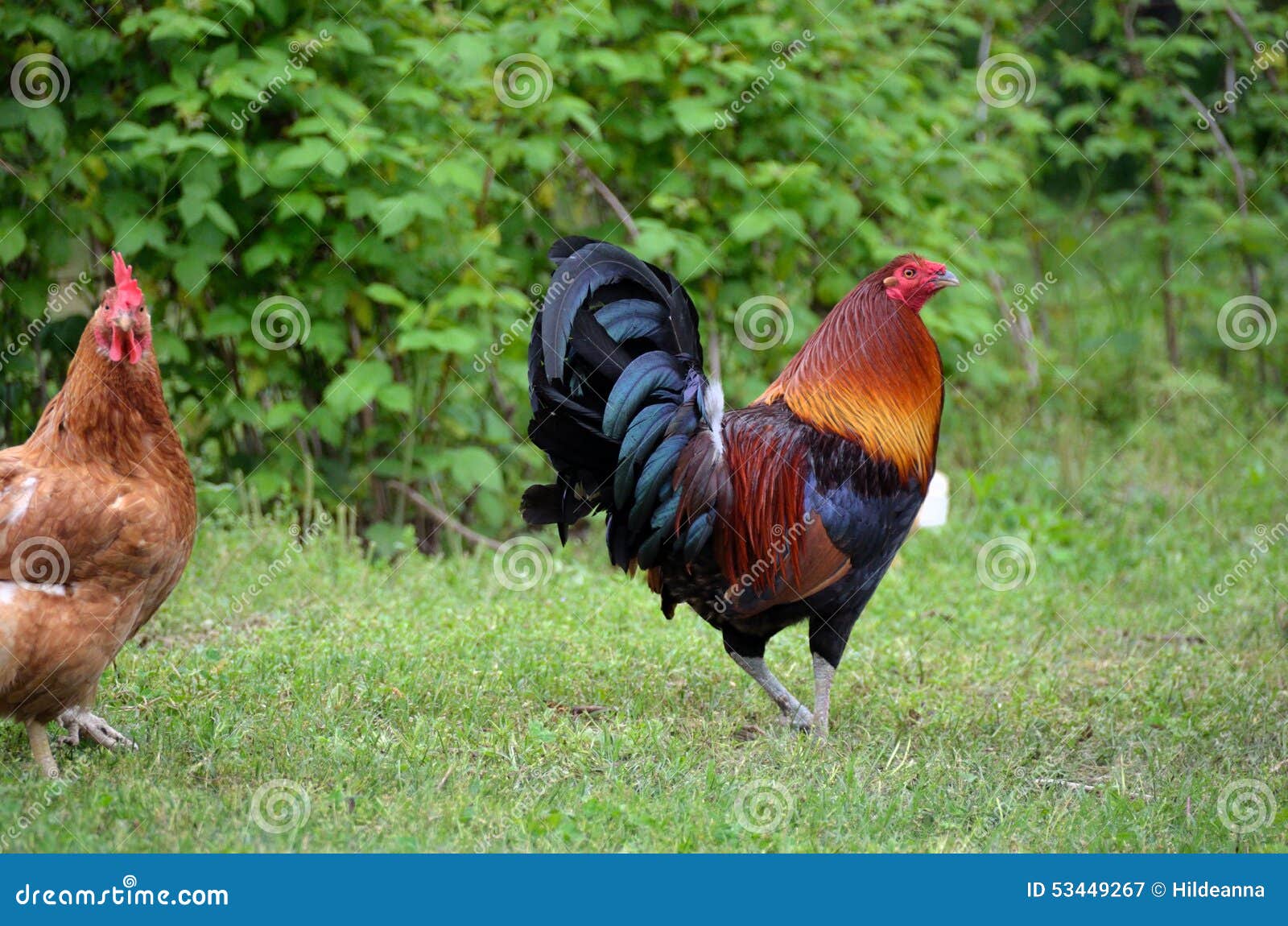 Free range rooster and hen stock image. Image of range - 53449267