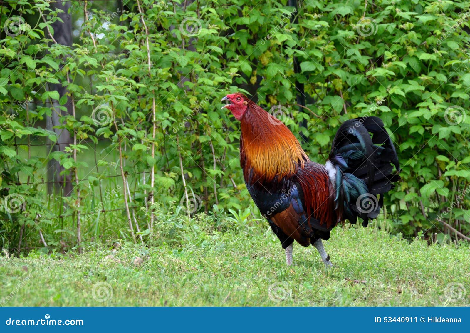 537 Setting Animal Free Stock Photos - Free & Royalty-Free Stock Photos ...