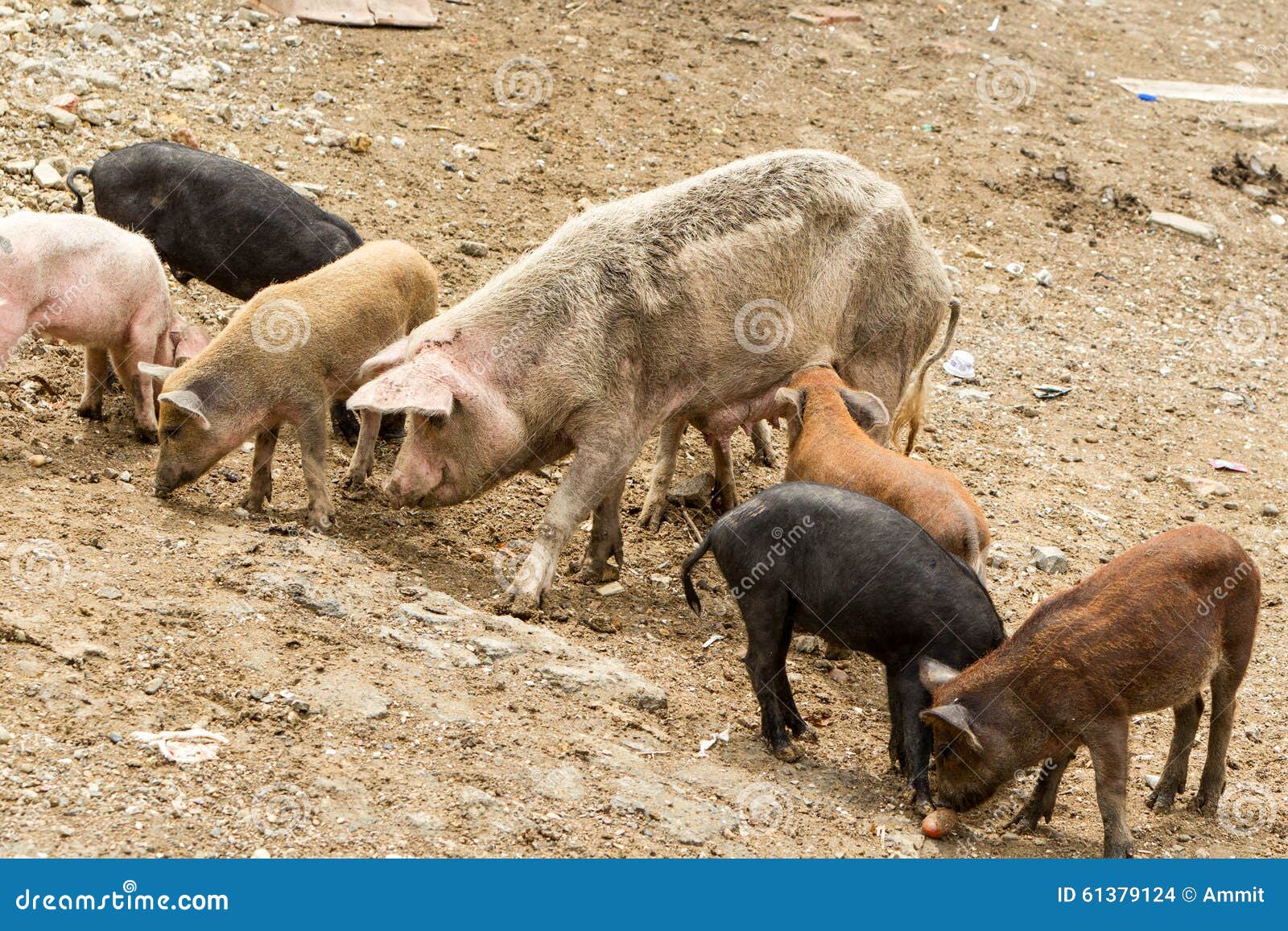 Free Range Sow with Piglets Stock Photo - Image of nature, little: 61379124