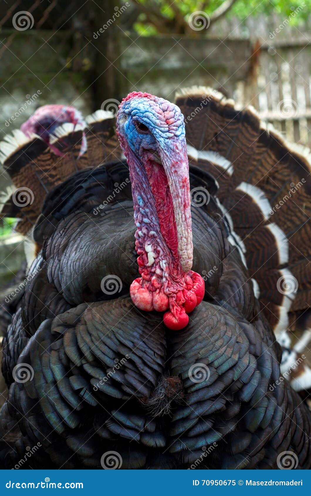 Free range turkey stock image. Image of male, animal - 70950675