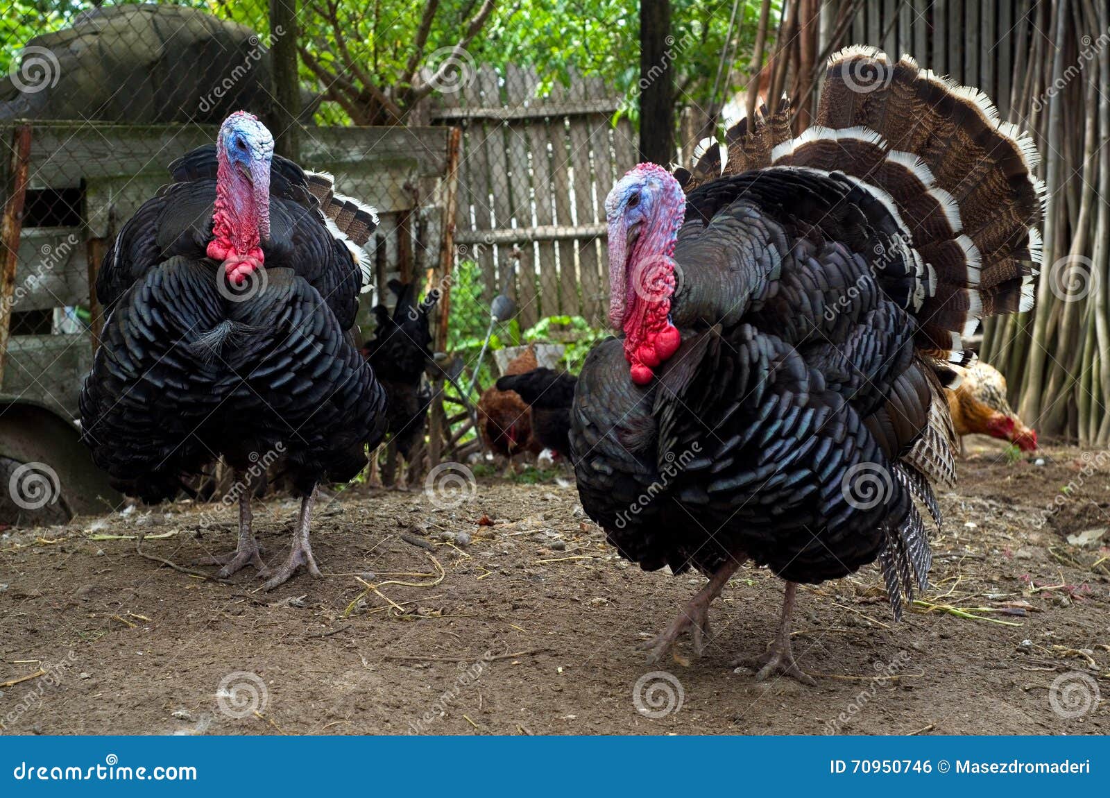 Free range turkeys stock photo. Image of male, feeding - 70950746