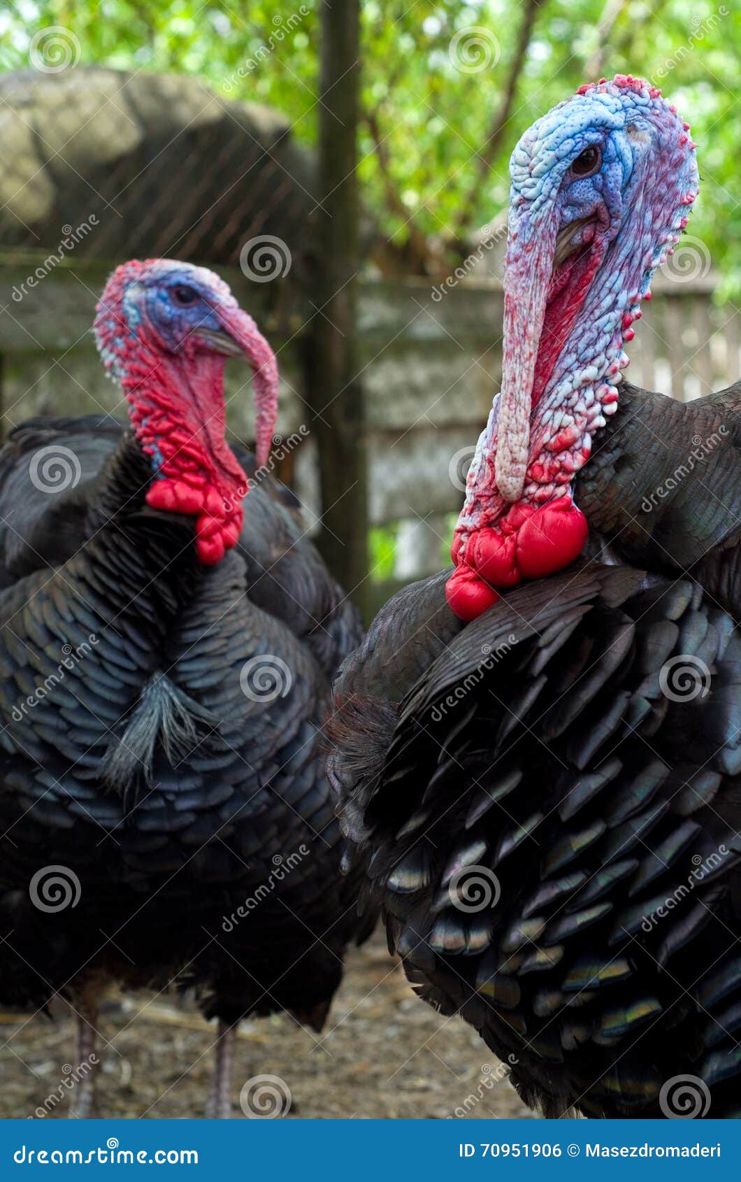Free range turkeys stock photo. Image of close, animal - 70951906