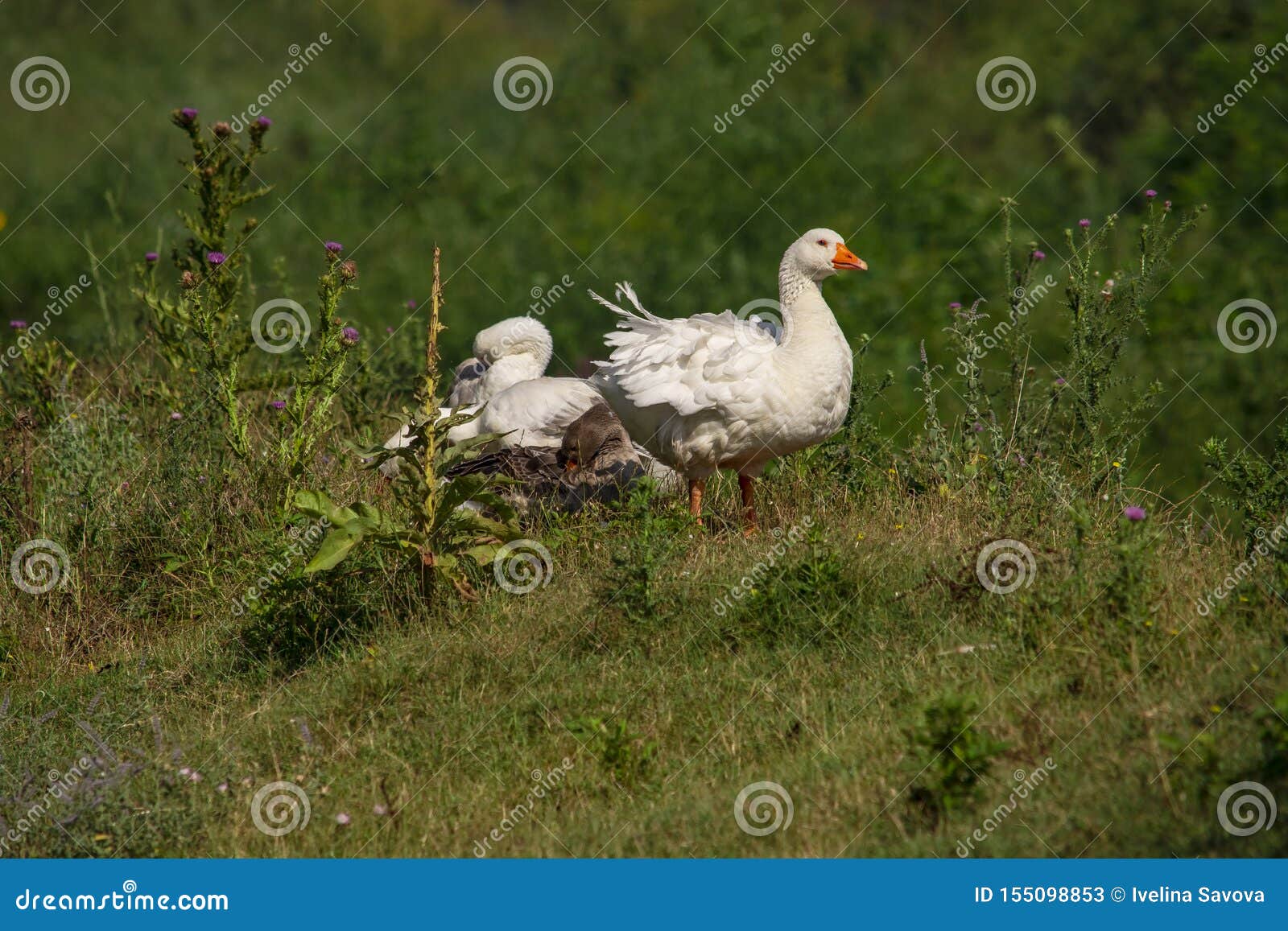 Free Range White Geese in an Open Field Stock Image - Image of chickens ...