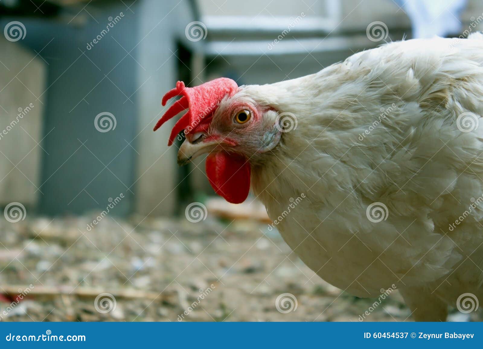Free Range White Hen and Her Strange Look Stock Image - Image of rural ...