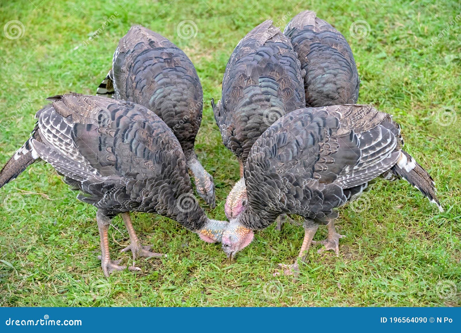 Free Range Young Turkeys Grazing on Green Grass of Barnyard Stock Photo ...