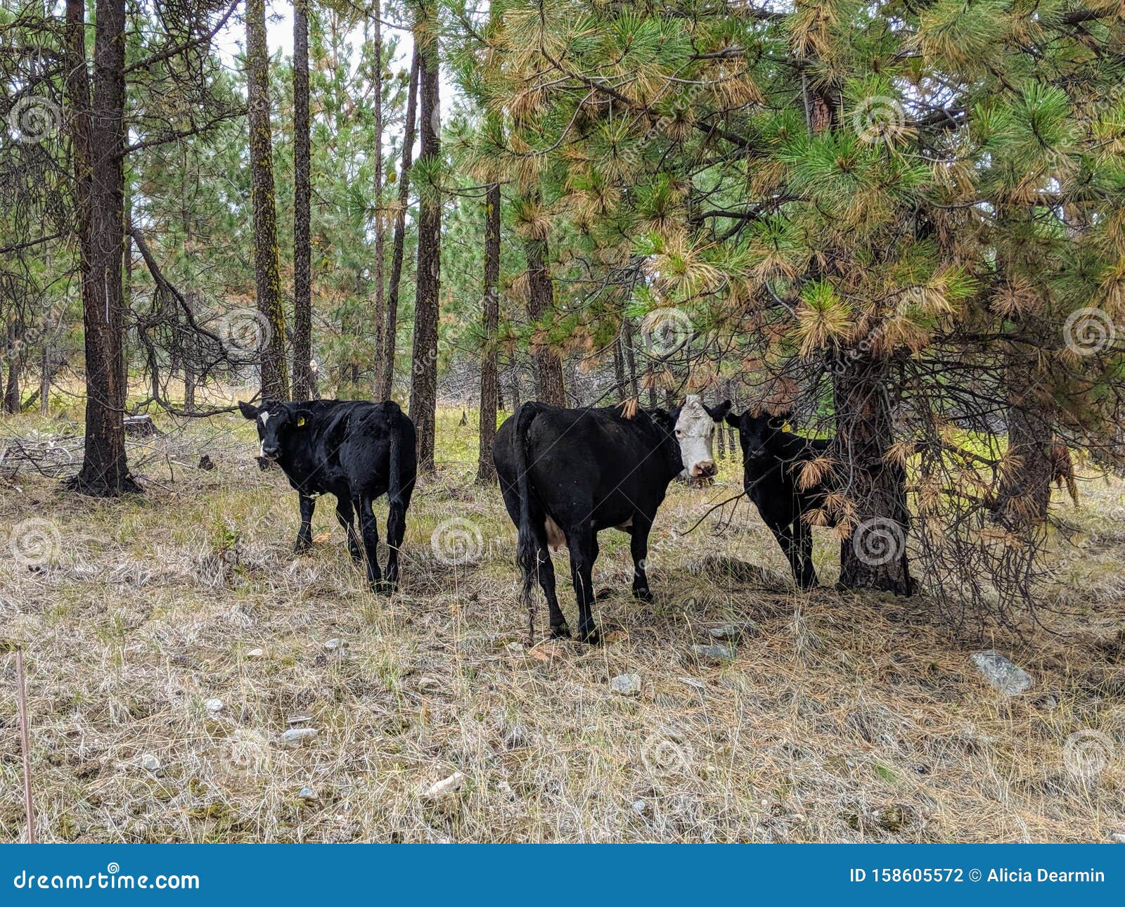 Free Ranging Beef Cattle in the Forest Stock Photo - Image of woods ...