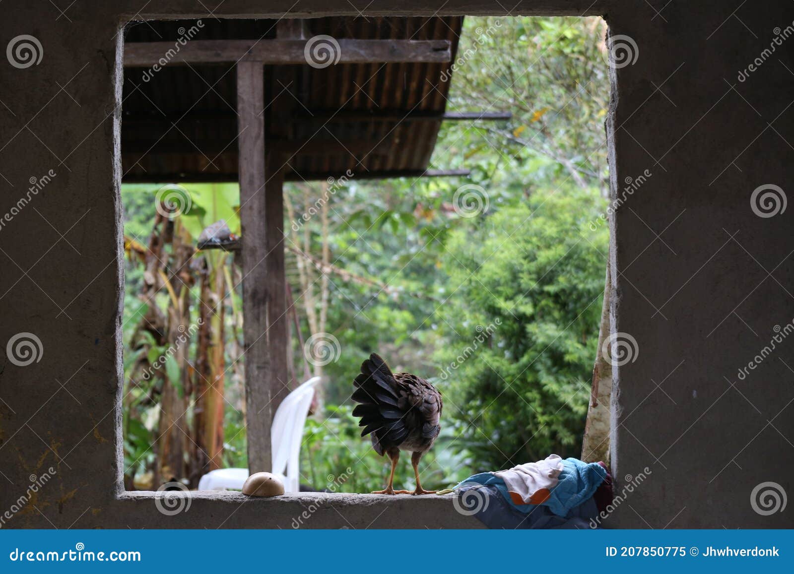 A Free Ranging Chicken Standing in the Window Stock Image - Image of ...