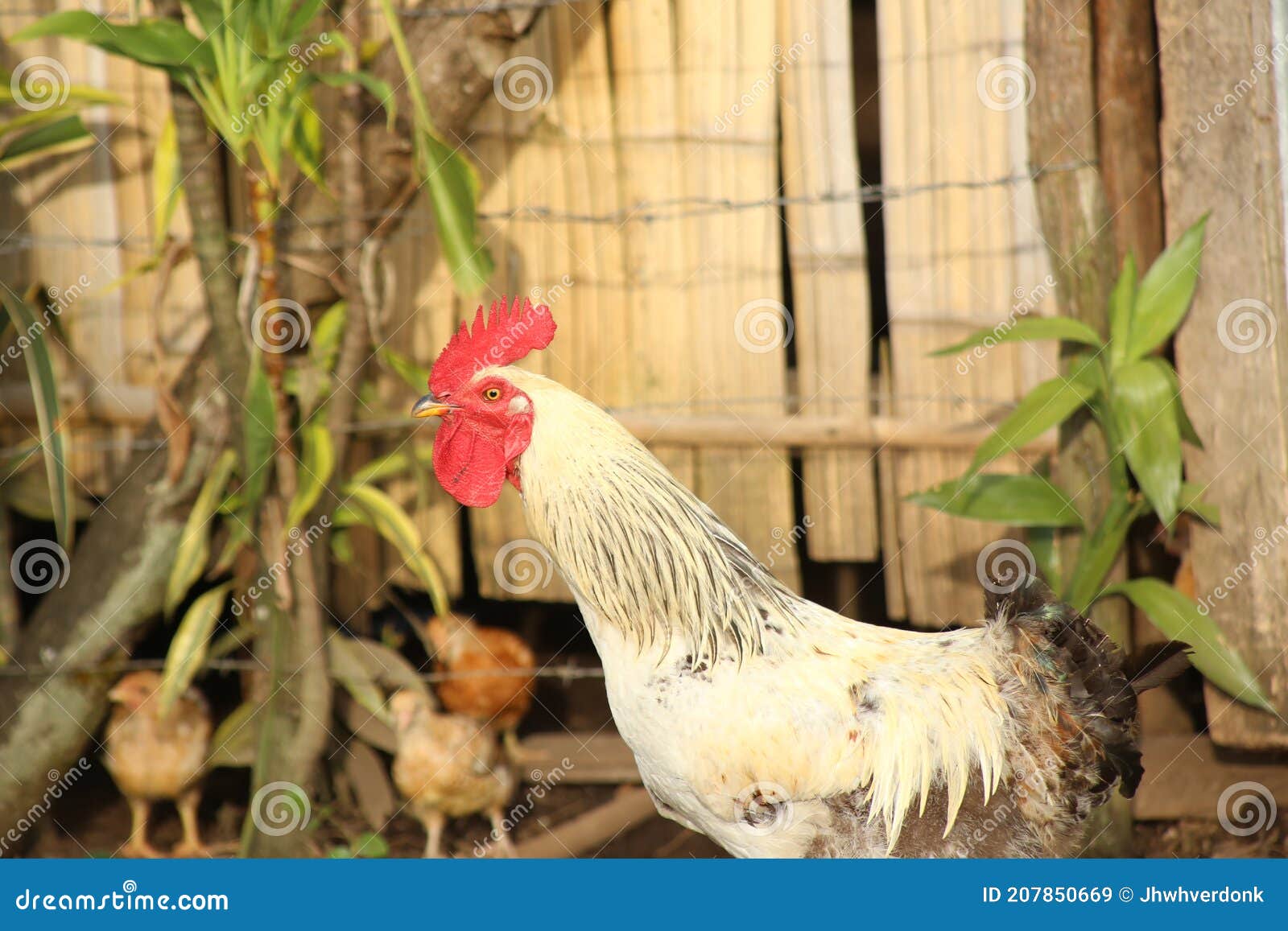 Raning Animal Stock Photos - Free & Royalty-Free Stock Photos from ...