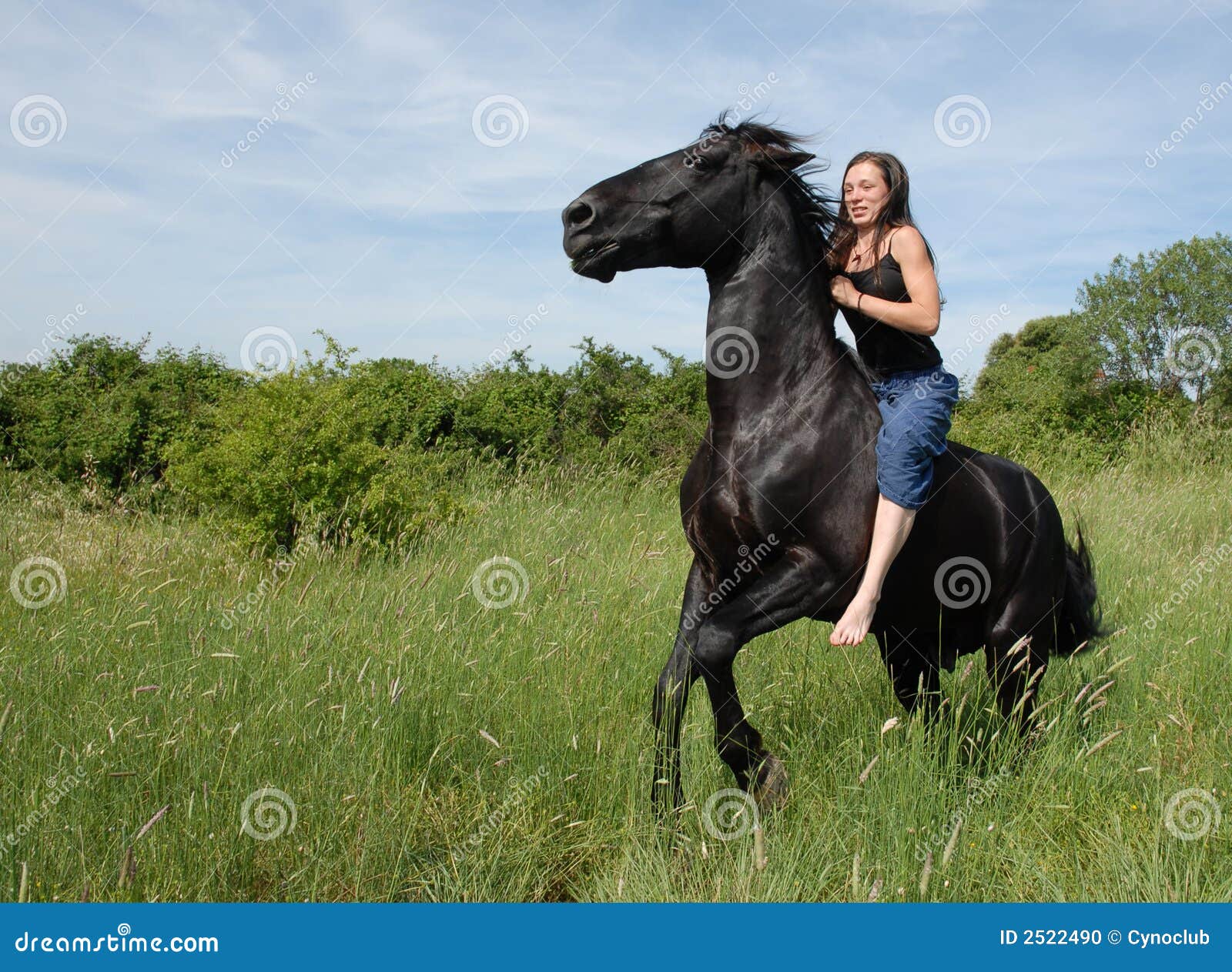 Free rearing stallion stock photo. Image of stallion, competition - 2522490