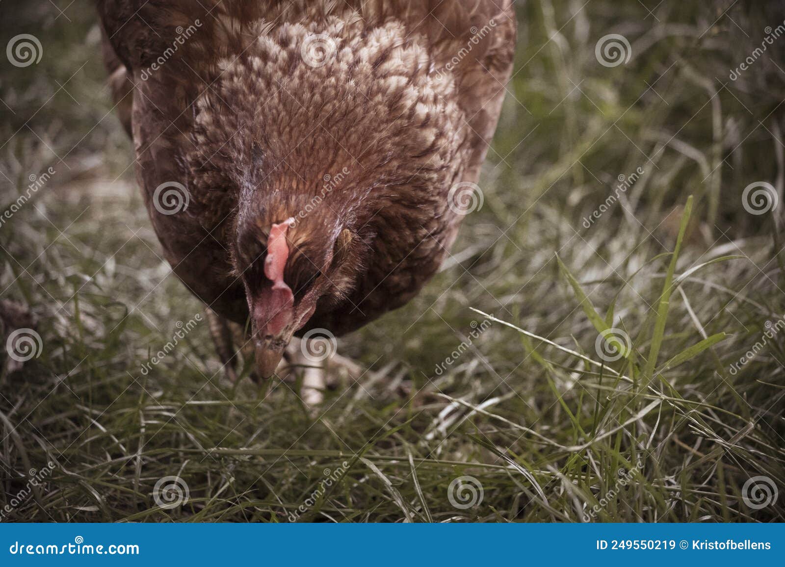 Free Roaming Chicken Picking and Eating Grass Stock Image - Image of ...