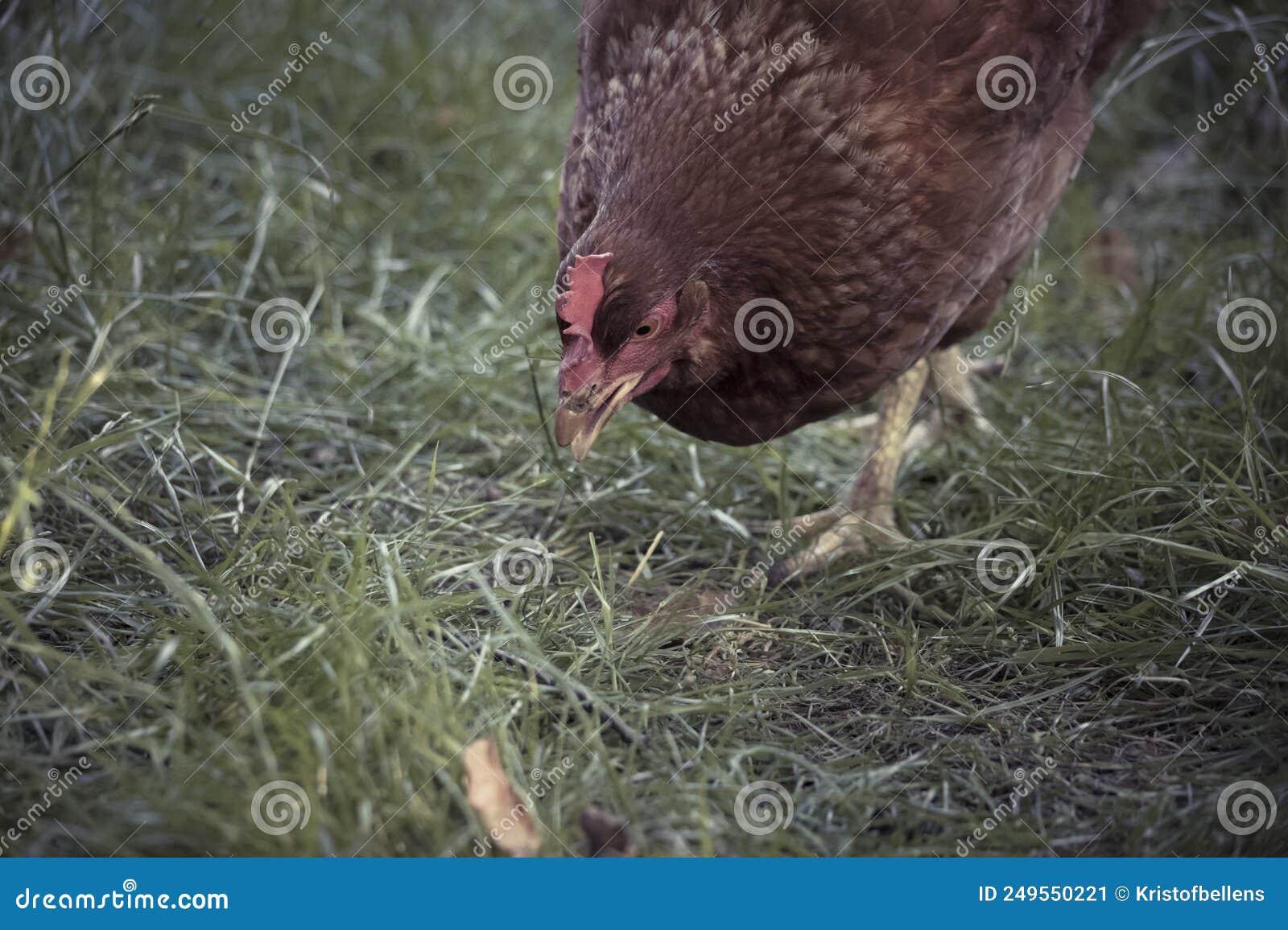 Free Roaming Chicken Picking and Eating Grass Stock Image - Image of ...