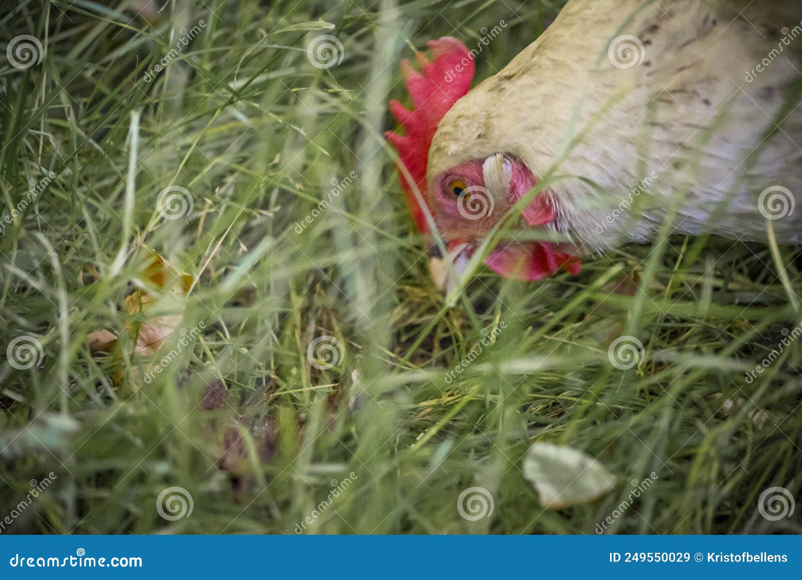 Free Roaming Chicken Picking and Eating Grass Stock Image - Image of ...