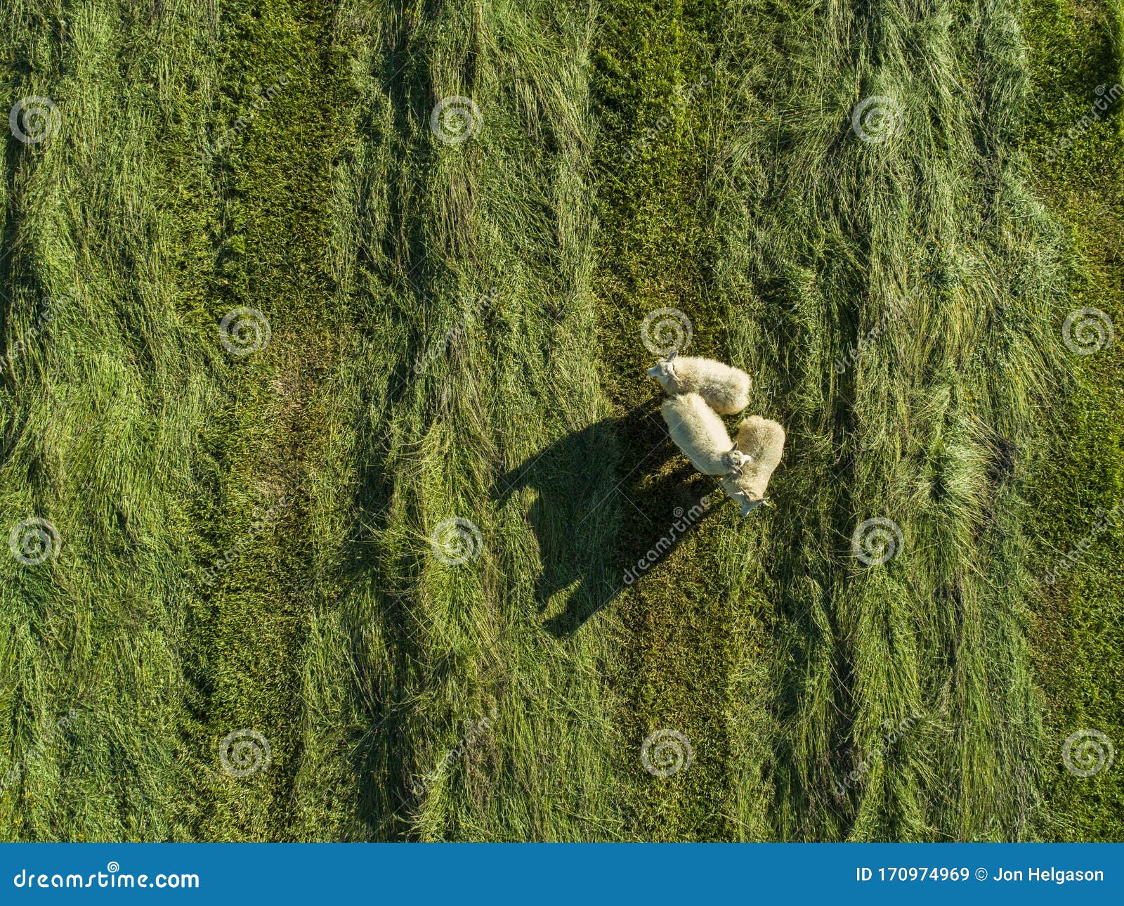 Free roaming sheep stock image. Image of outside, white - 170974969