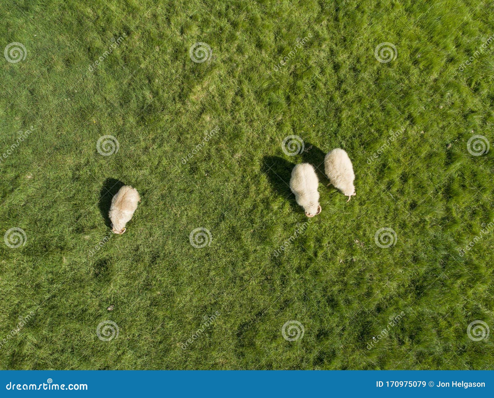 Free roaming sheep stock image. Image of outside, wool - 170975079