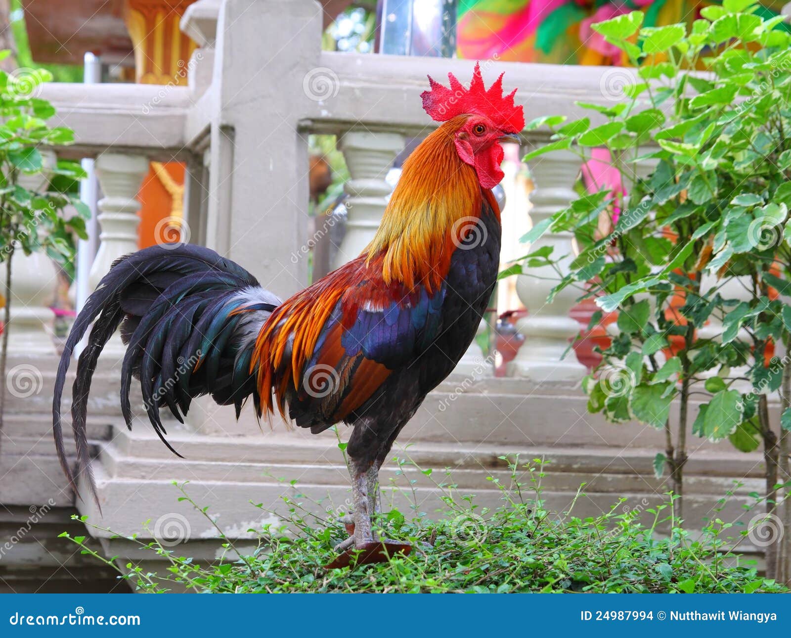 Free rooster stock photo. Image of female, nature, colourful - 24987994