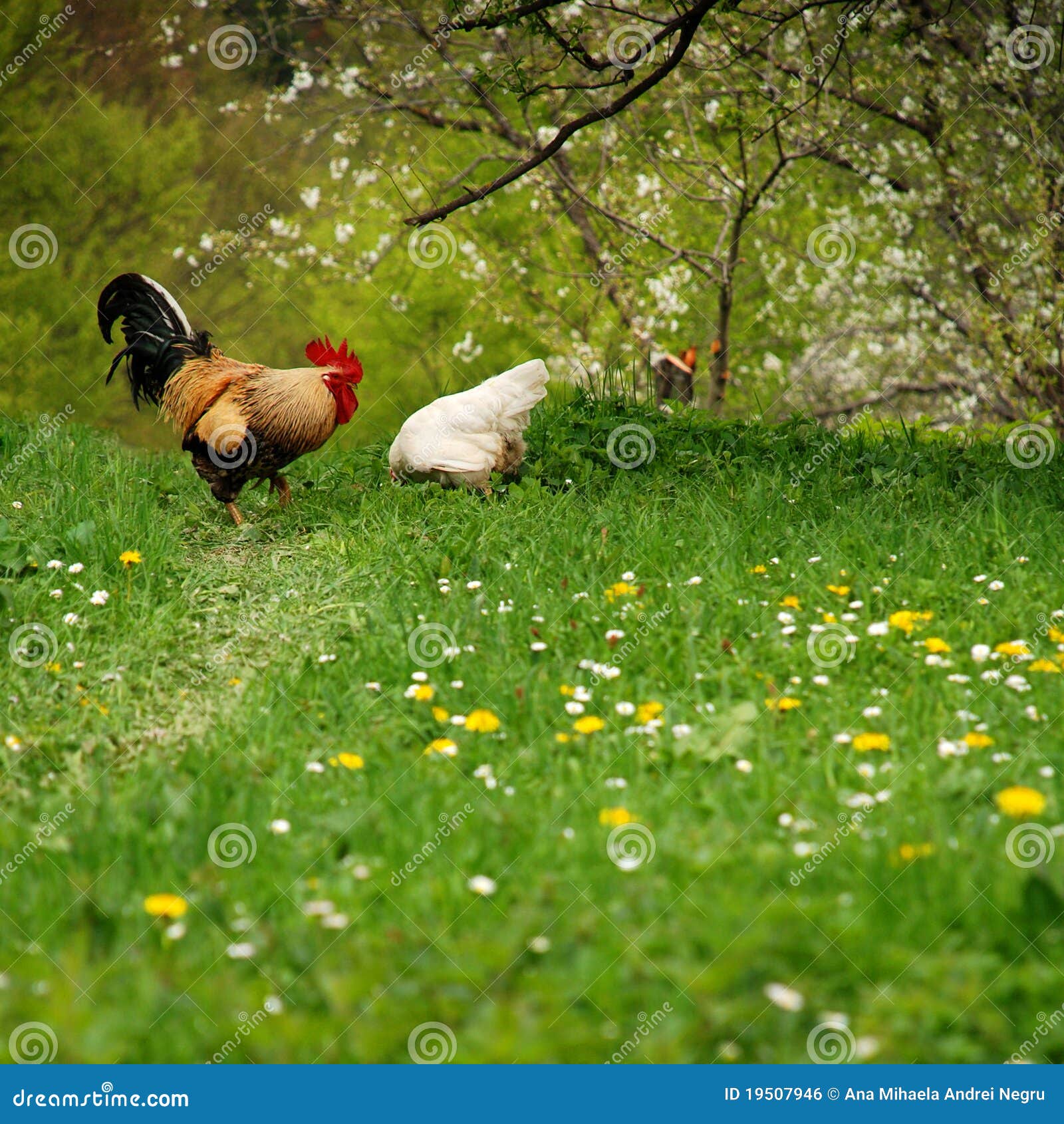 Free Rooster and His Hen on Spring Stock Photo - Image of colorful ...