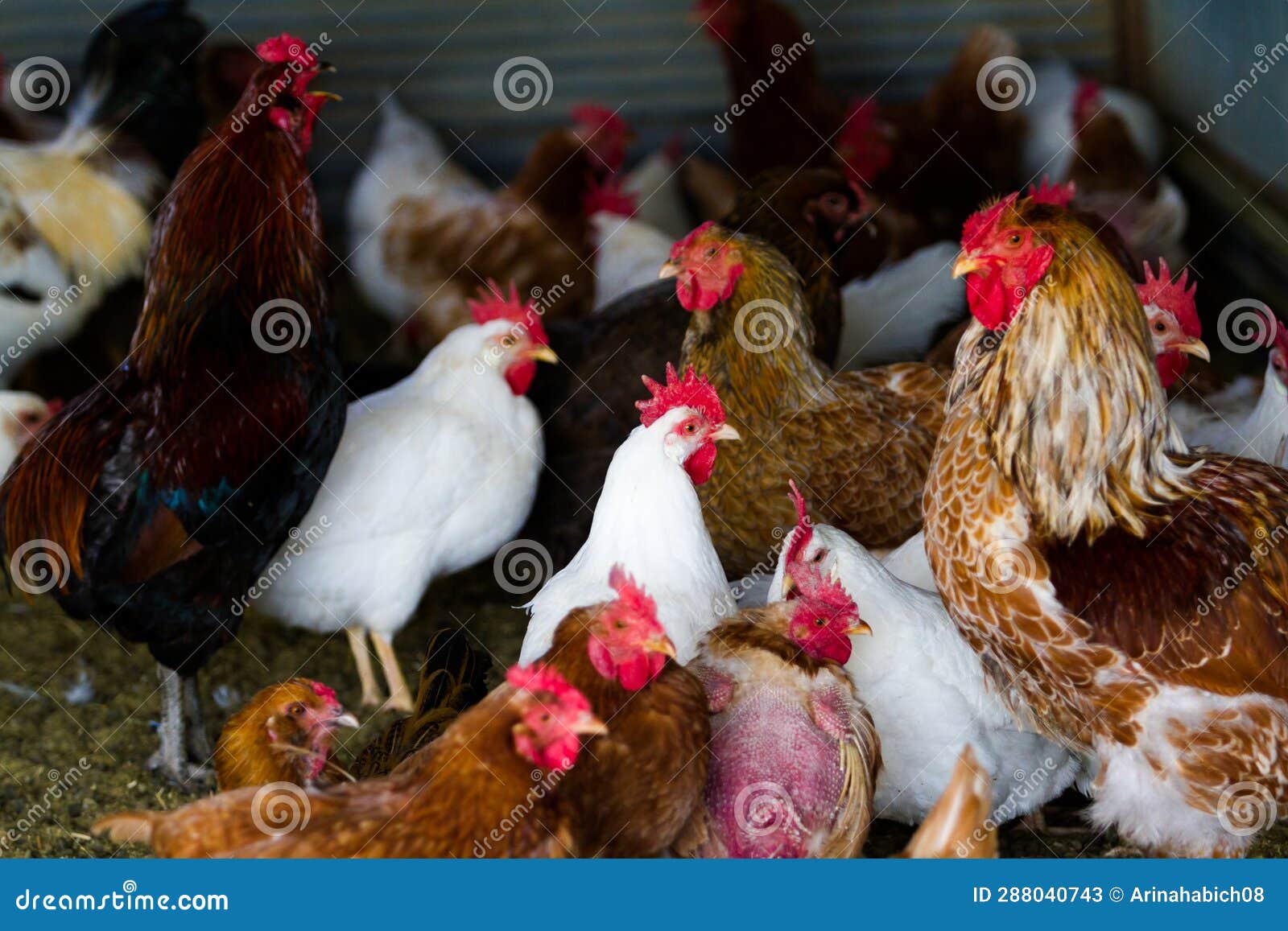 Free range chickens stock image. Image of foraging, farm - 288040743 Free range chickens stock image. Image of foraging, farm - 288040743