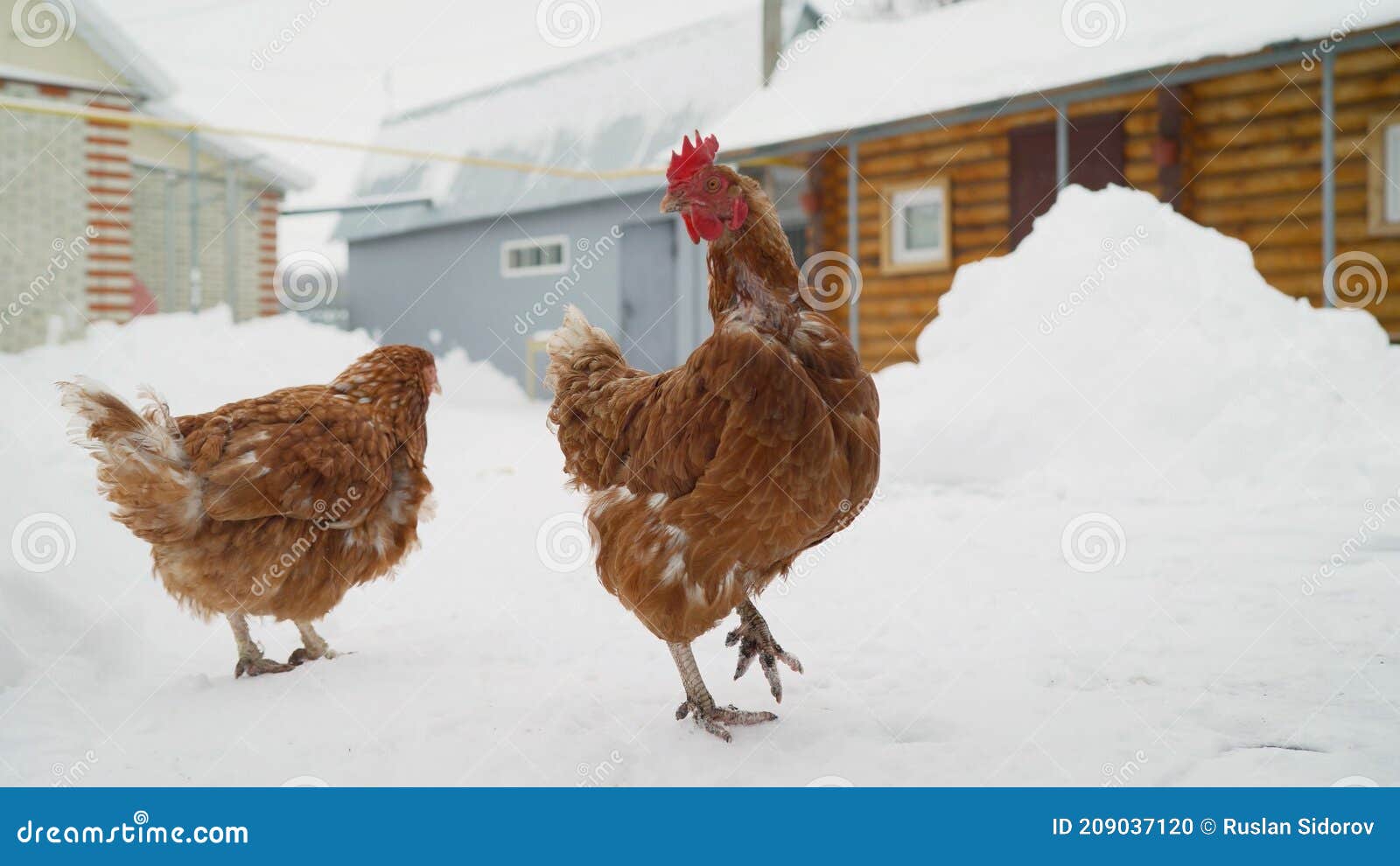Free-run Chicken in Winter. Chickens in the Winter Yard Stock Photo ...
