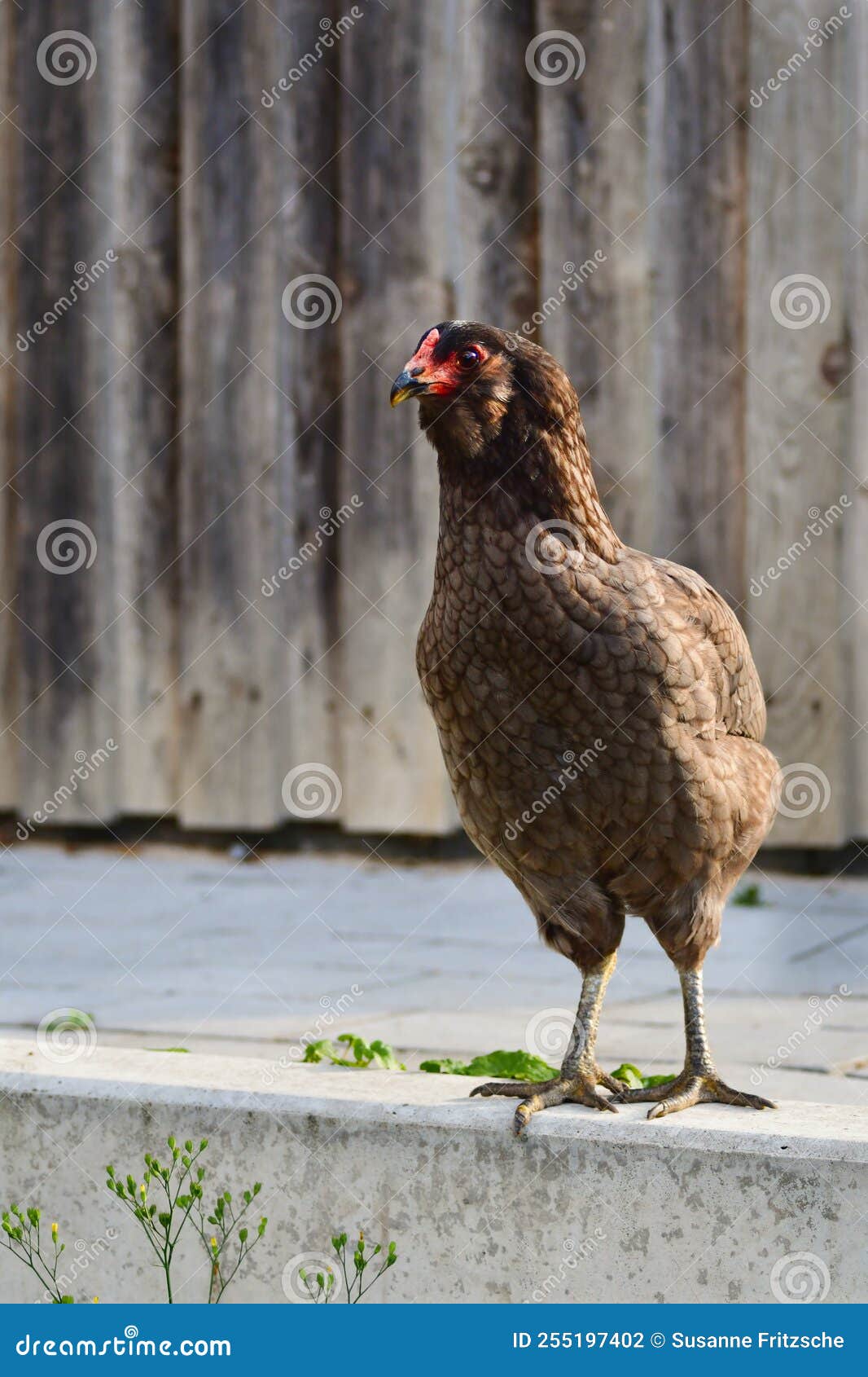 A Free Running Araucana Hen in Front of a Barn Stock Photo - Image of ...