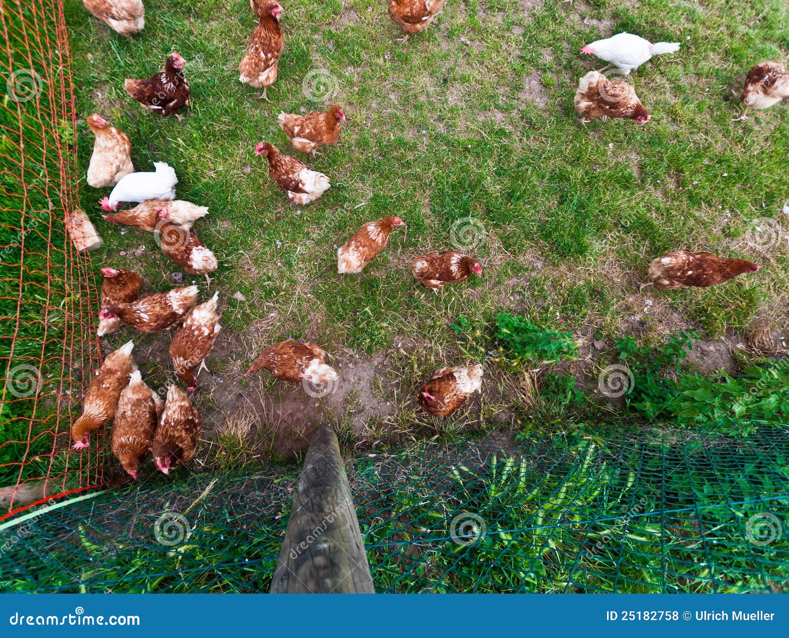 Free running chicken stock photo. Image of chicken, food - 25182758